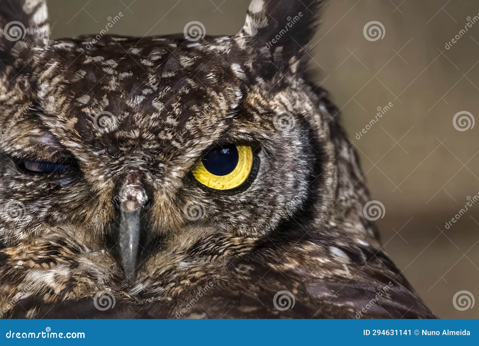 View of a Detailed Head of an Owl with One Eye Open and One Closed ...