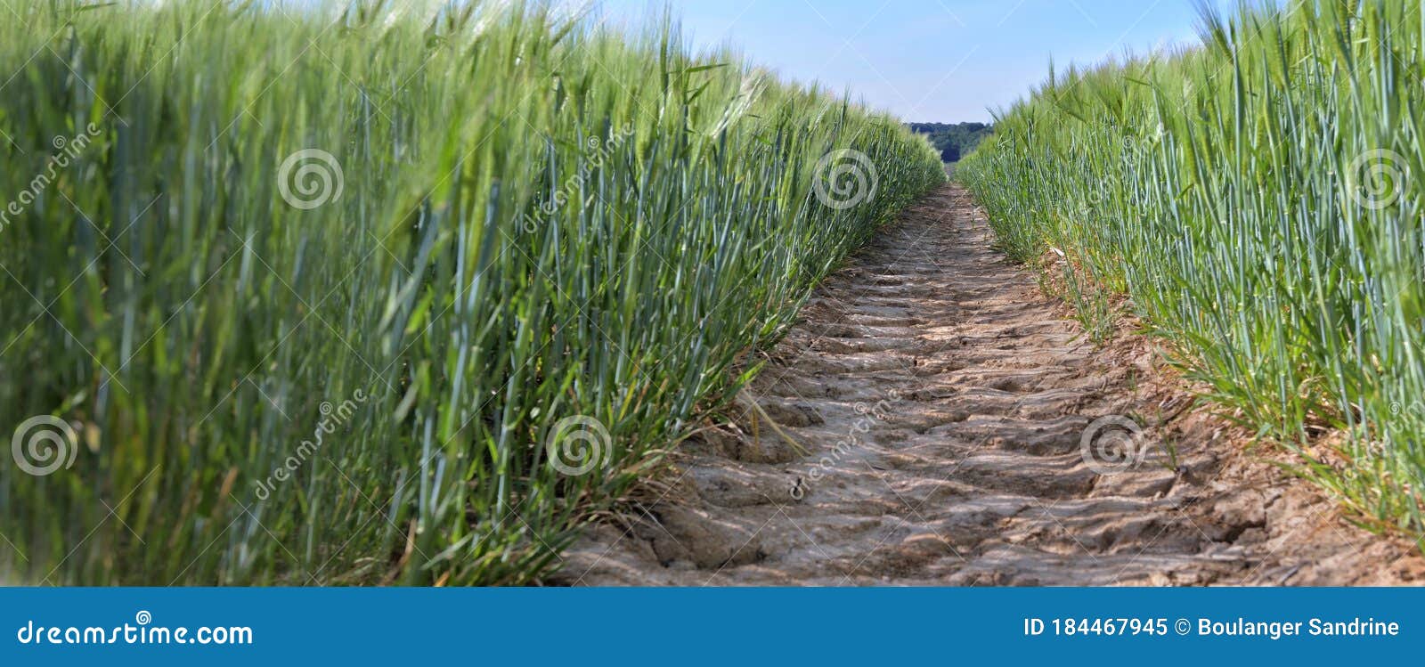 Dirt Path Crossing a Wheat Growing in a Field Stock Image - Image of ...