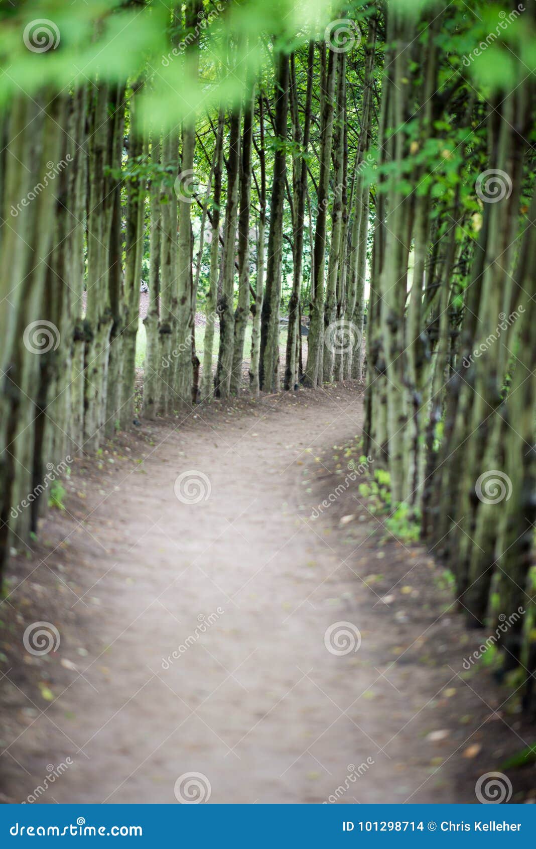 Dirt Walk Way Path Lined with Thin Trees on Both Sides Stock Photo ...