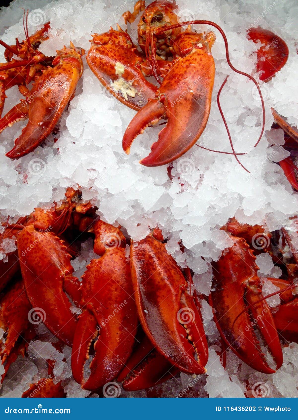 Cooked lobsters stock photo. Image of cold, cooked, display - 116436202