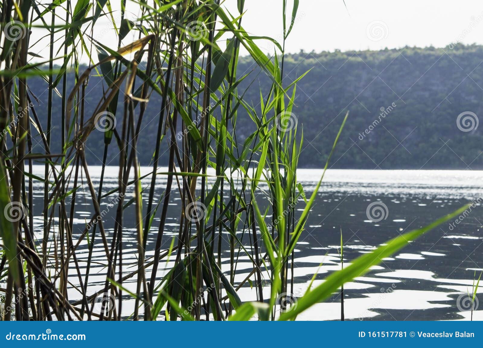 View of the Dnestr River with Reeds in the Foreground Stock Image ...