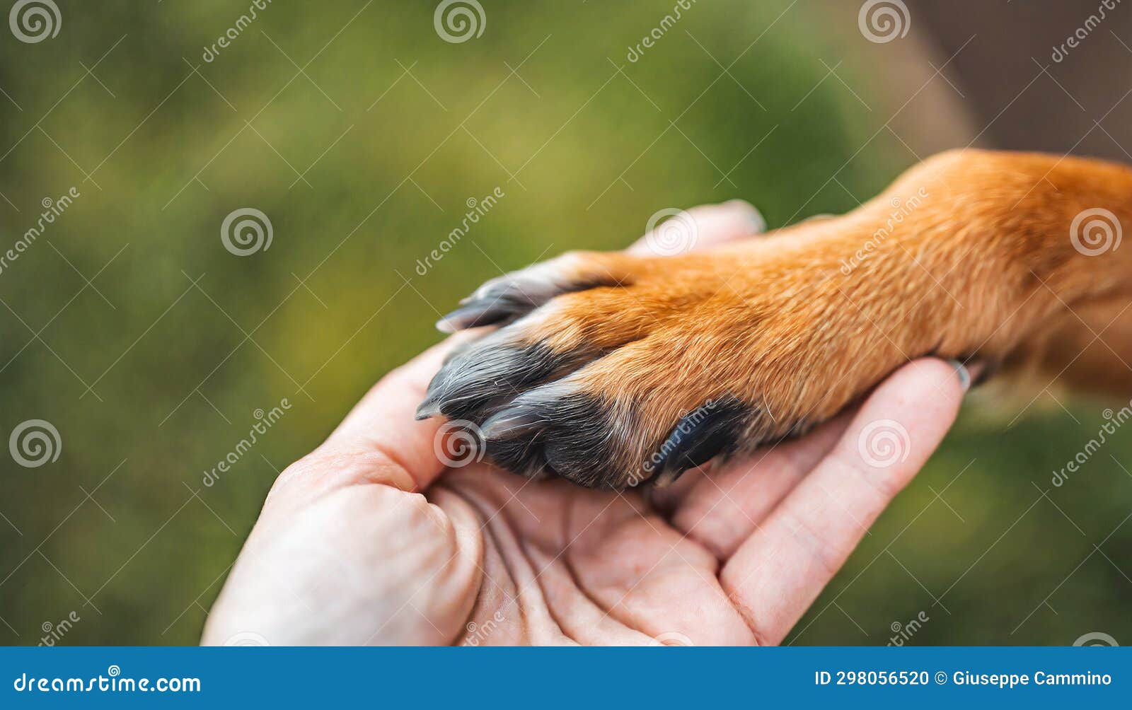 Dog s paw in human s hand stock illustration. Illustration of hand ...