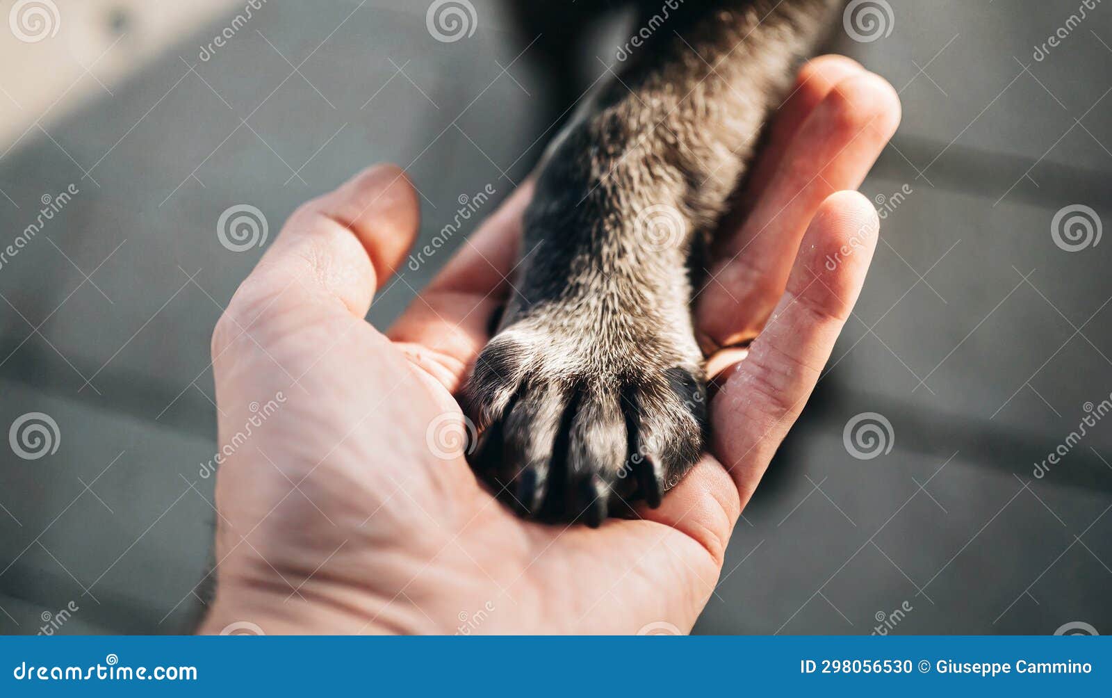 Dog s paw in human s hand stock illustration. Illustration of mammal ...