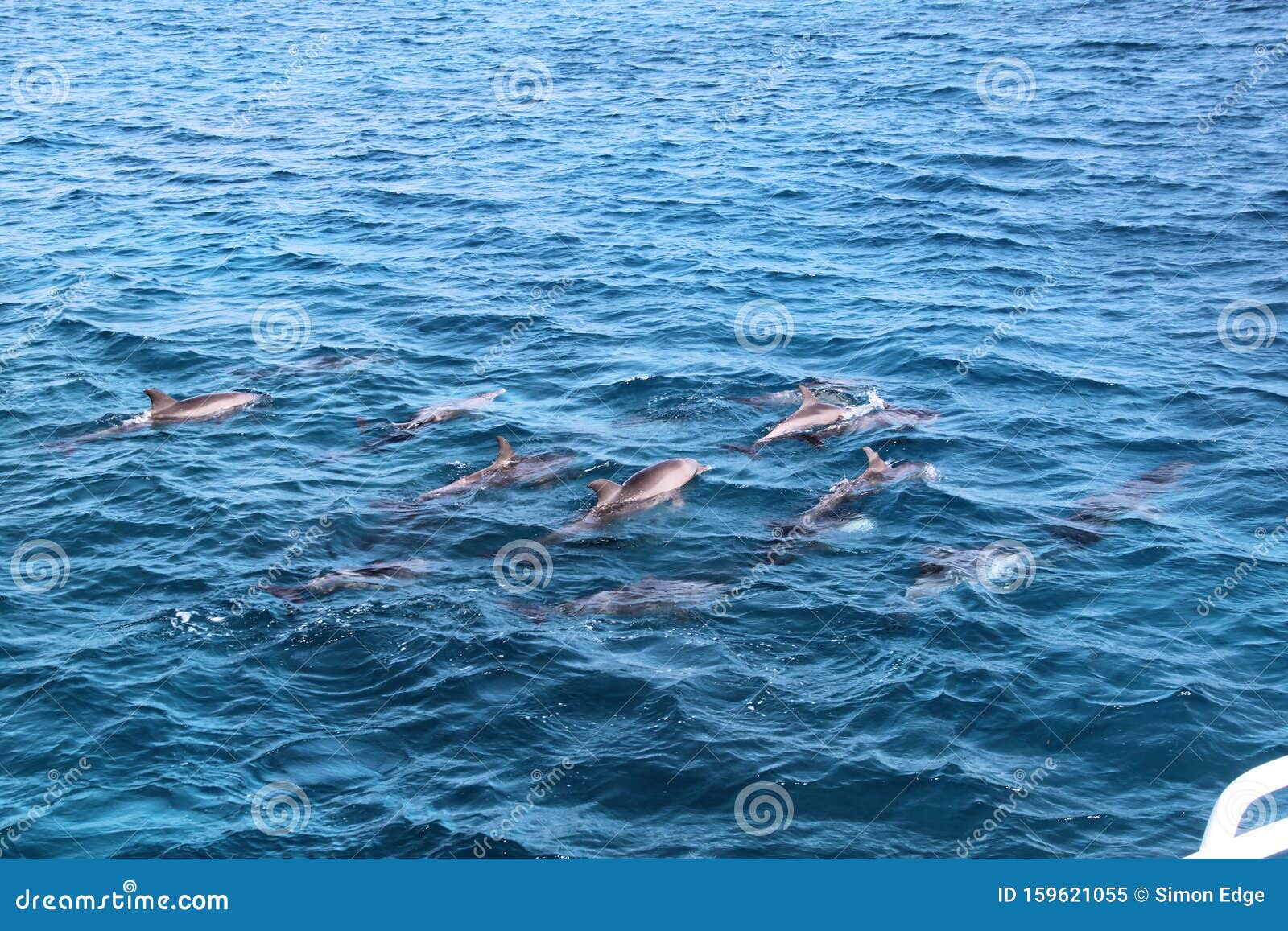 A View of Dolphins in the Red Sea Stock Image - Image of danba, life ...