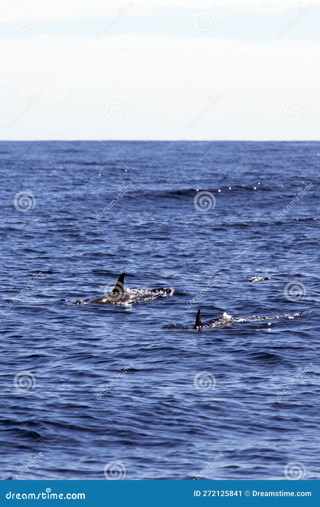 View of Dolphins in the Sea Stock Image - Image of play, mammal: 272125841