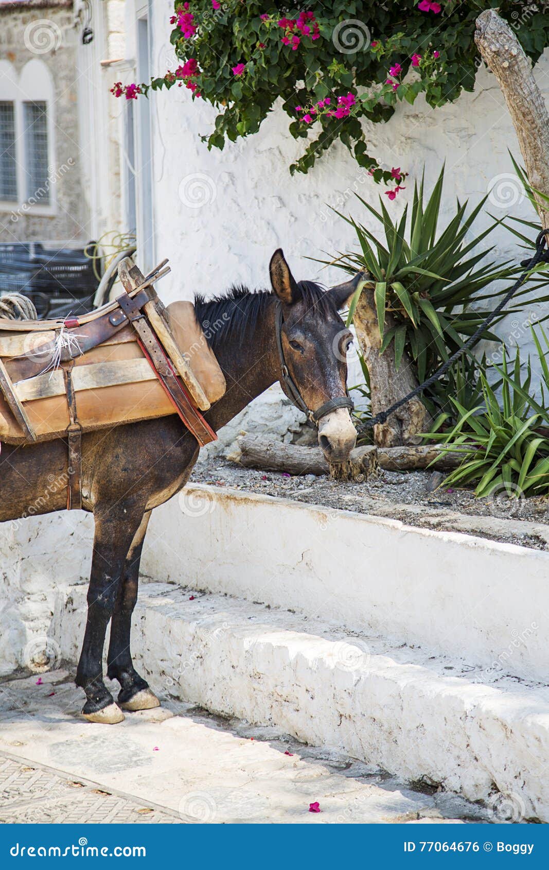 View at donkey stock photo. Image of donkey, season, load - 77064676