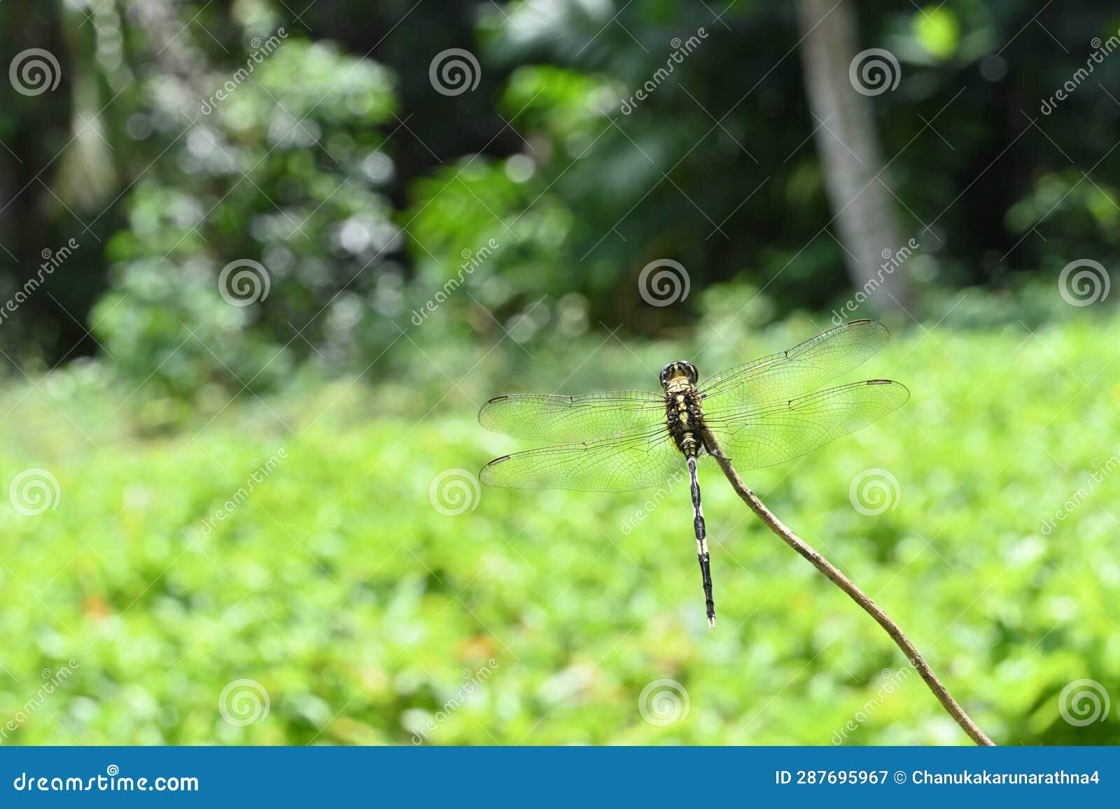Back View of a Green Marsh Hawk Dragonfly Perched on a an Elevated Stem ...