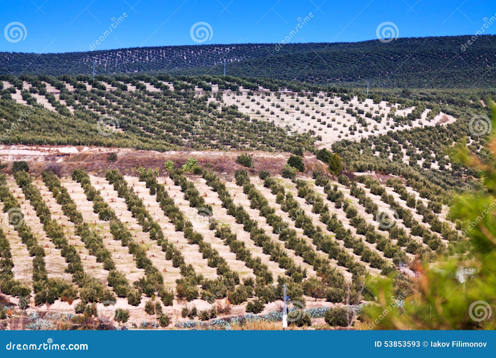 View Down the Hill at Olives Fields Stock Image - Image of field ...