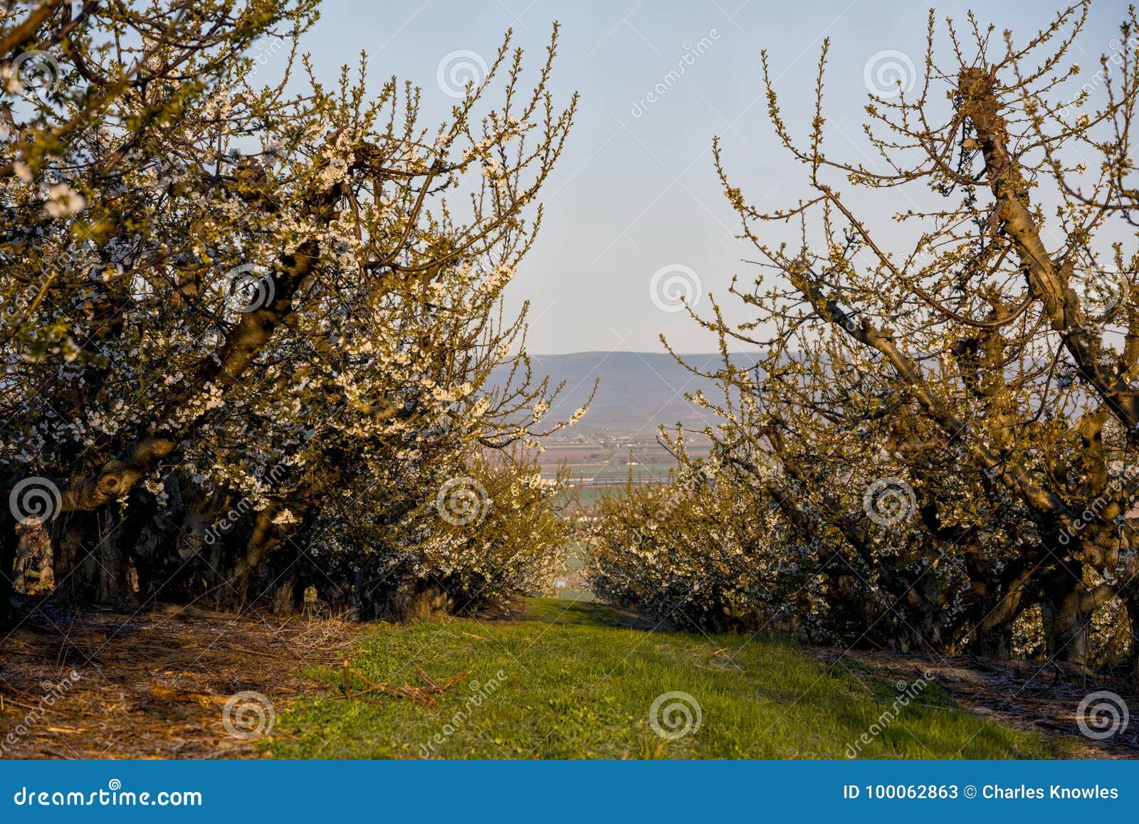 View Down the Rows of an Idaho Fruit Orchard in Spring Time Stock Image ...