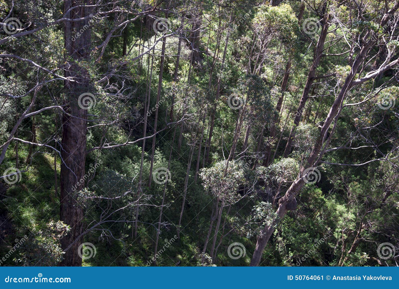 A View Down from a Tree Top Walk Bridge in the Valley of the Giants ...