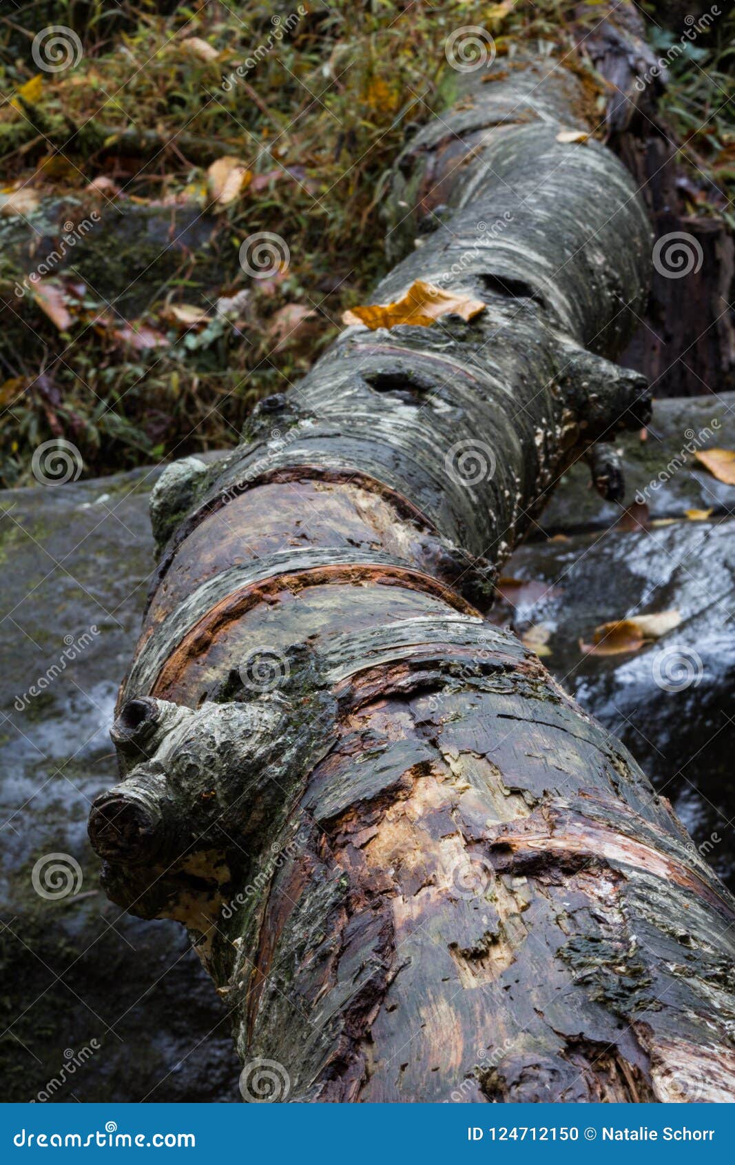 View Down a Wet Rotting Log, Deadfall Stock Photo - Image of tree, dead ...