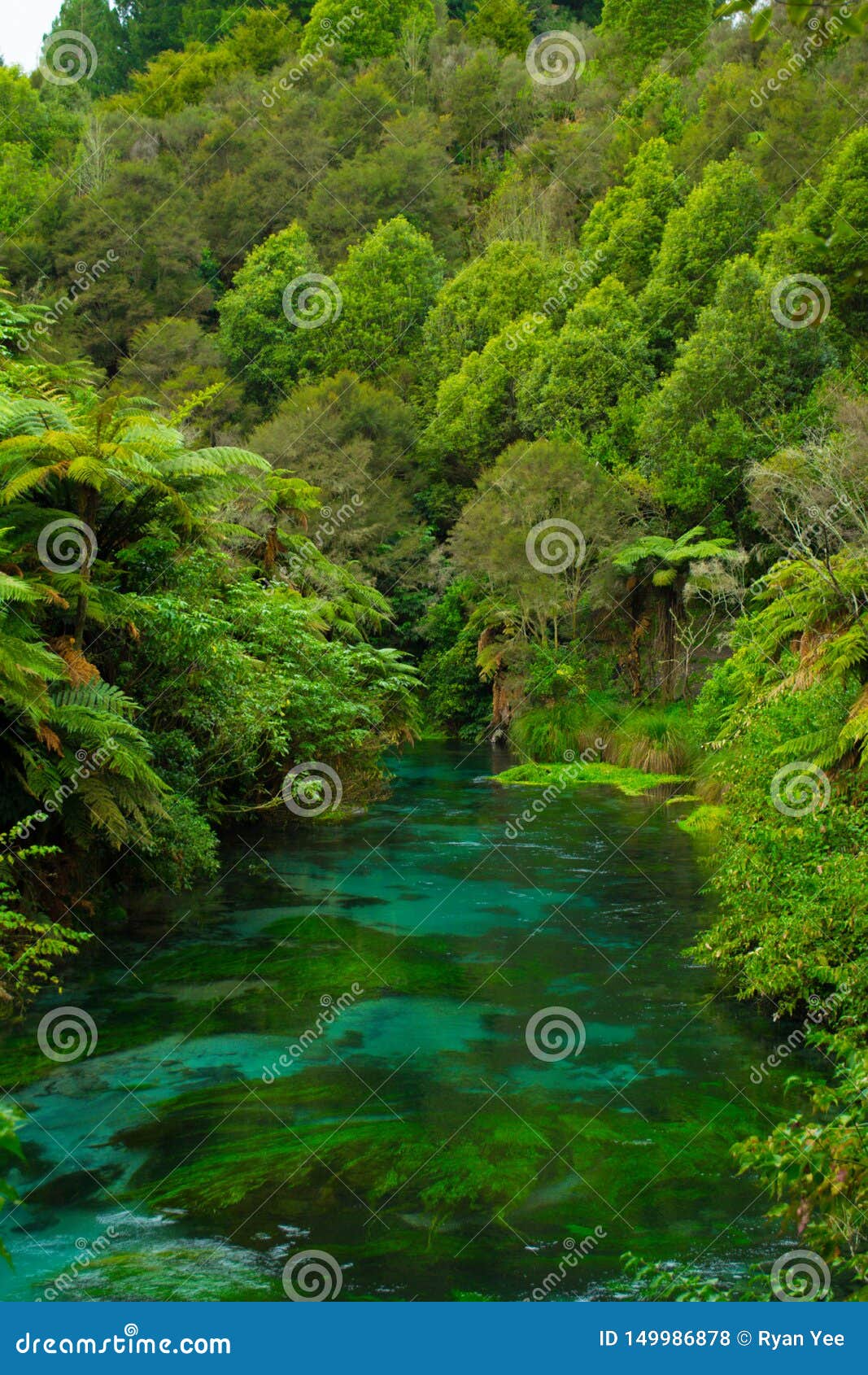 View Downstream in the Middle of Native Bush Stock Photo - Image of ...