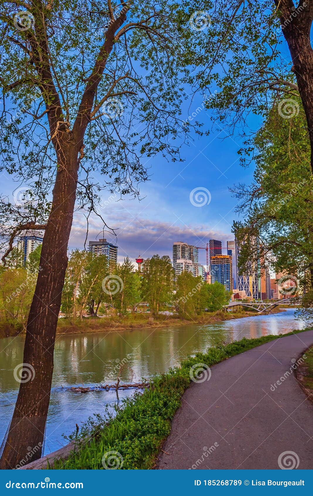 Downtown Calgary Views from a Spring Park Stock Image - Image of ...