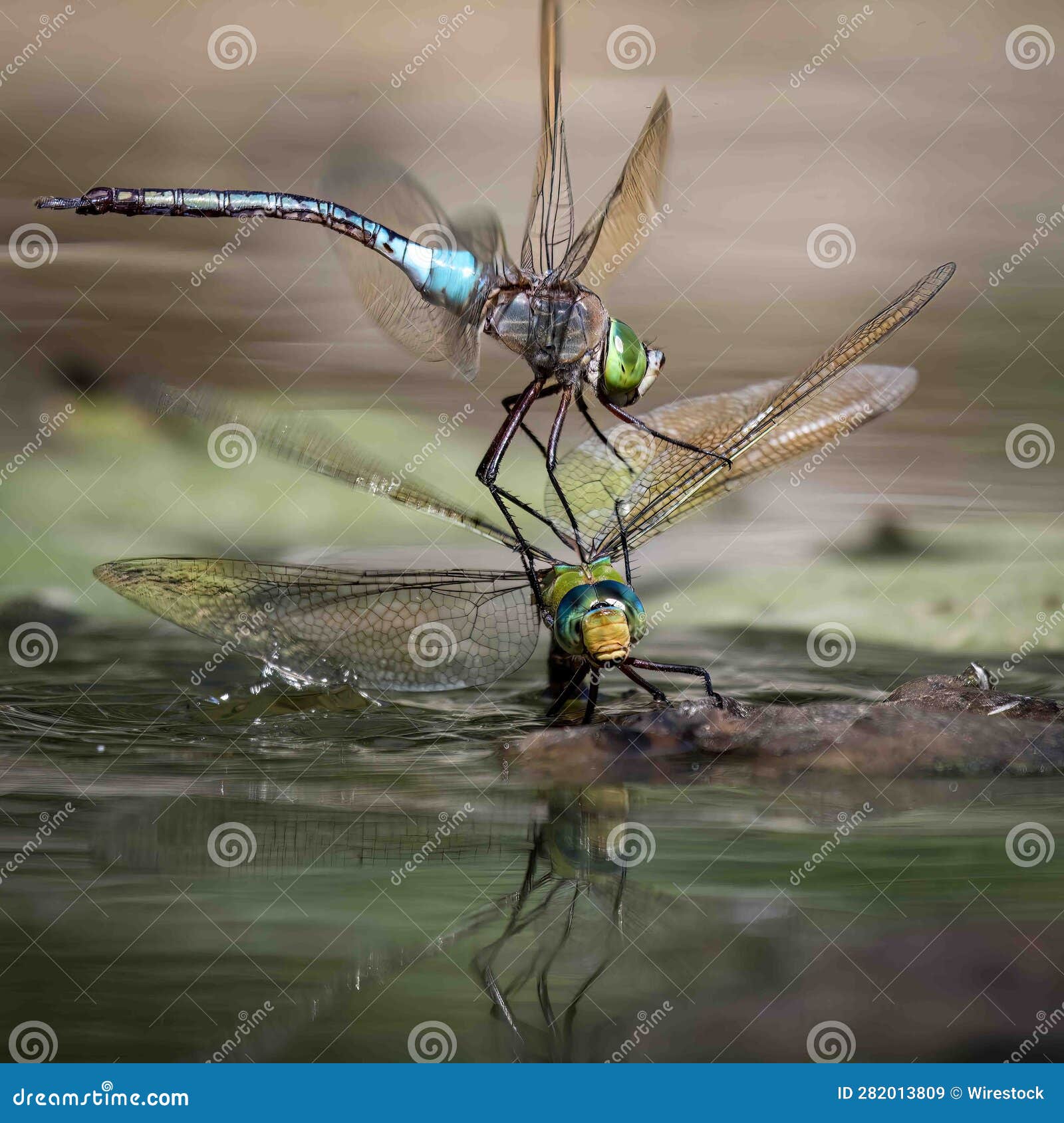 View of Dragonfly Mating on Water Stock Image - Image of serene, unity ...