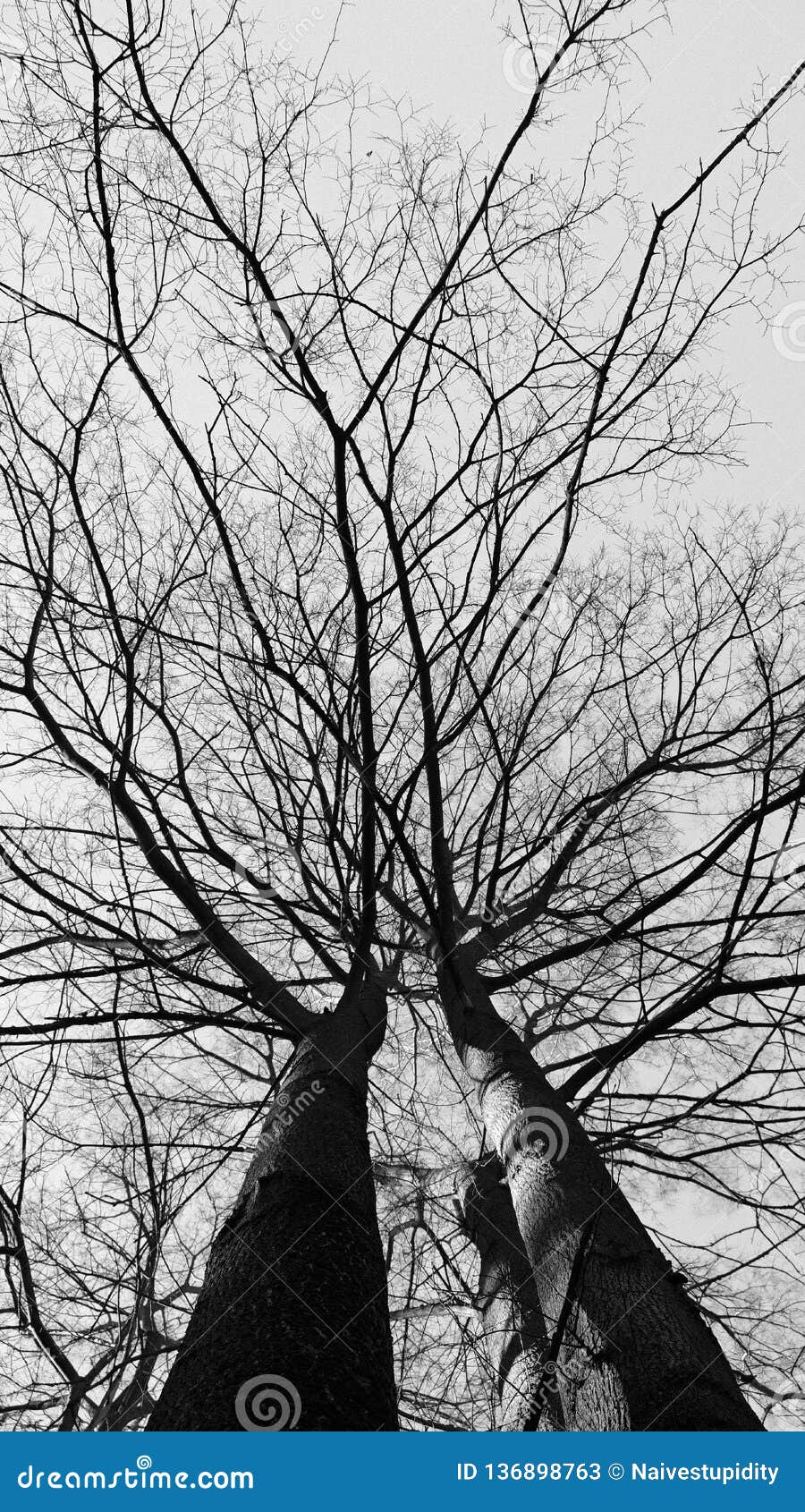 Dramatic Trees in Black and White Stock Image - Image of curves, forest ...