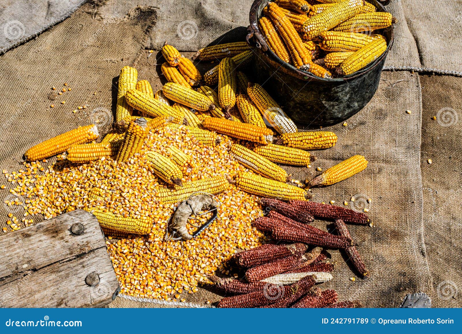 Manual Dried Squid Flatten Roller Machine Royalty-Free Stock Photo ...