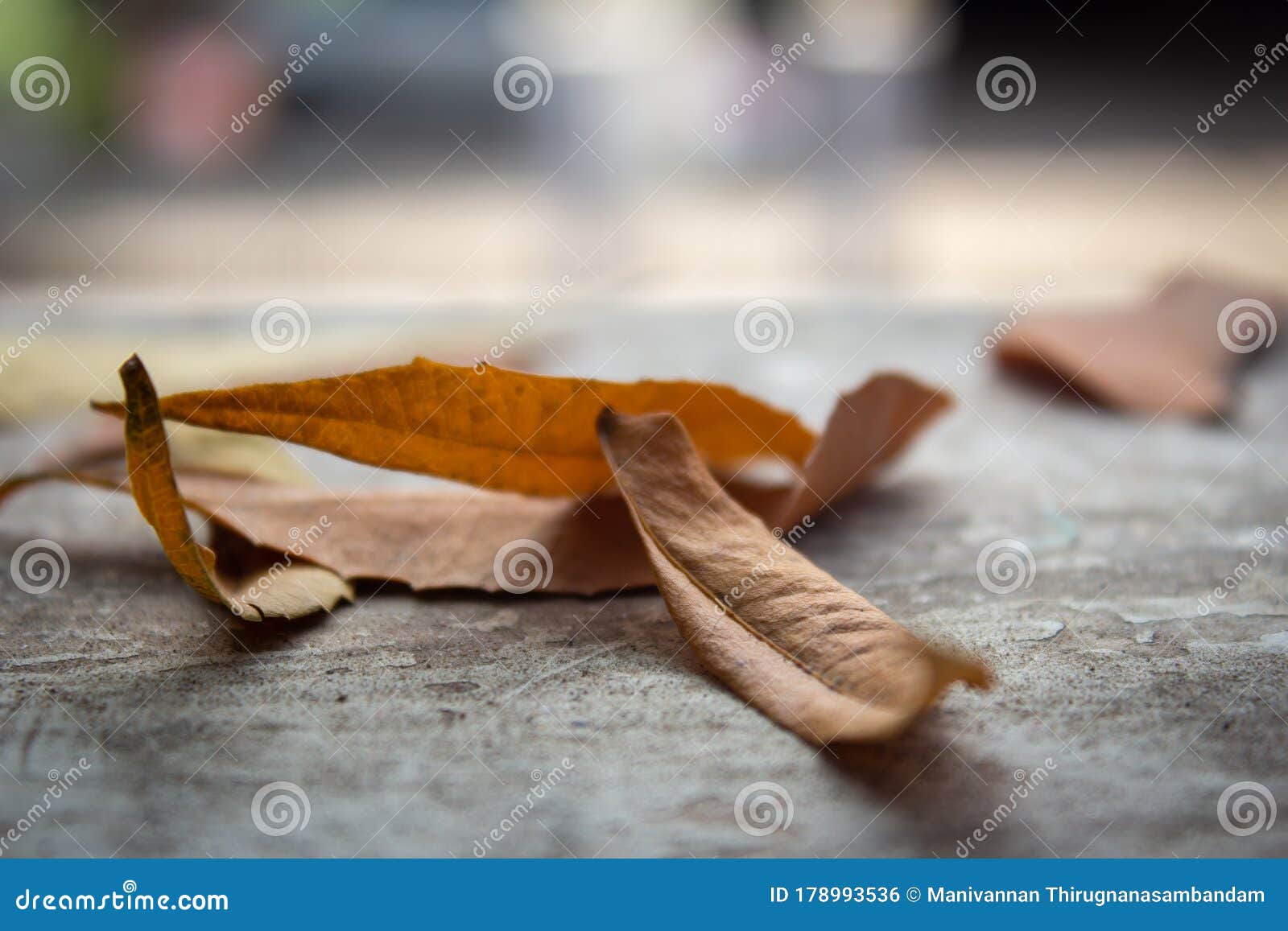 View of Dried Fallen Neem Tree Leaves Stock Photo - Image of nadu, leaf ...