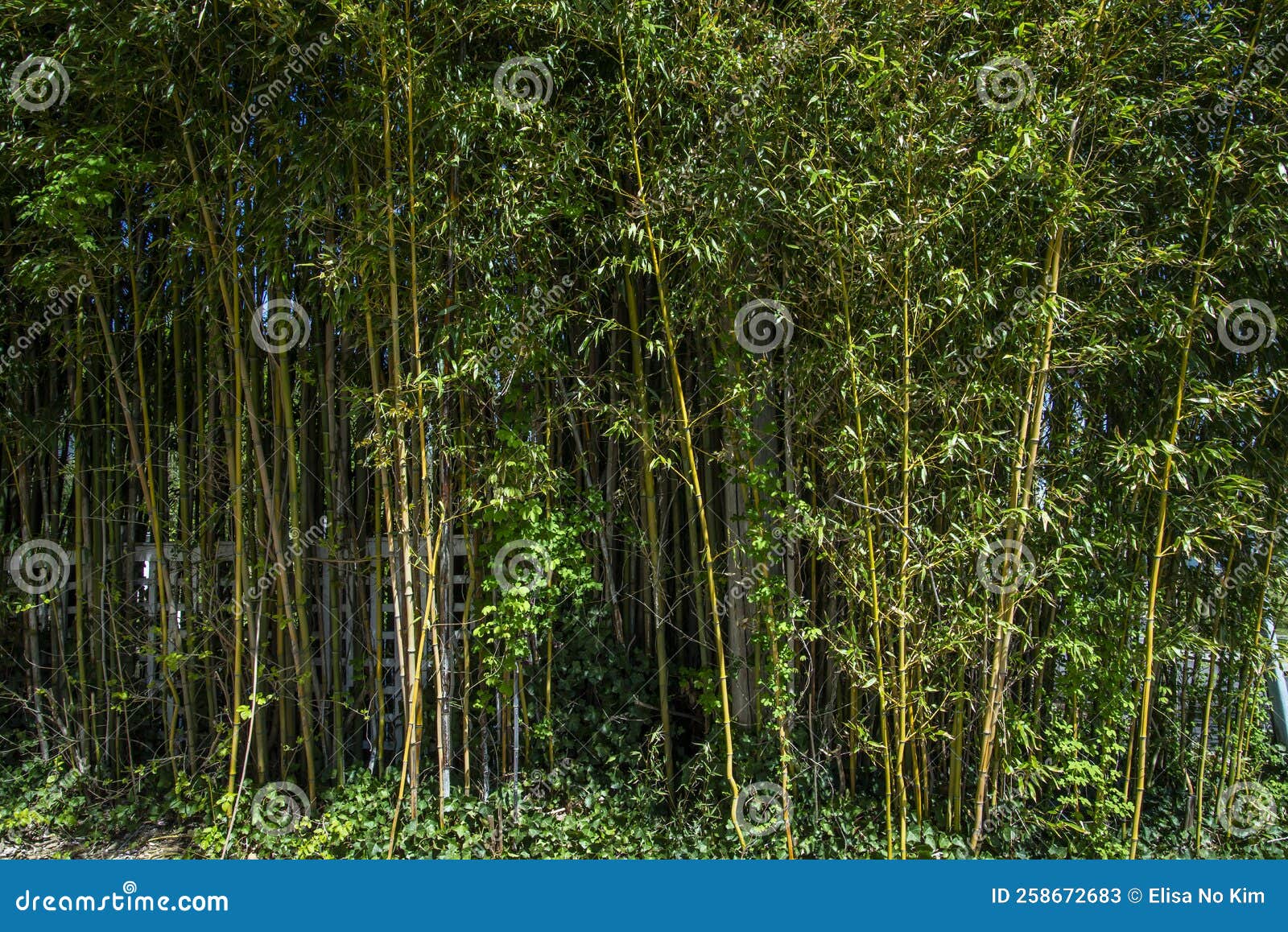 Bamboo driveway stock image. Image of woods, trees, foliage - 258672683