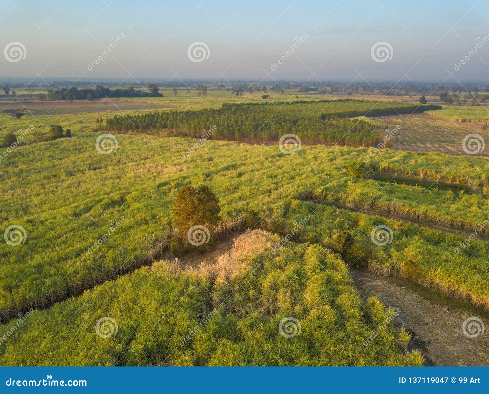 View from Drone Sugar Cane Field with Sunset Sky Nature Landscape ...