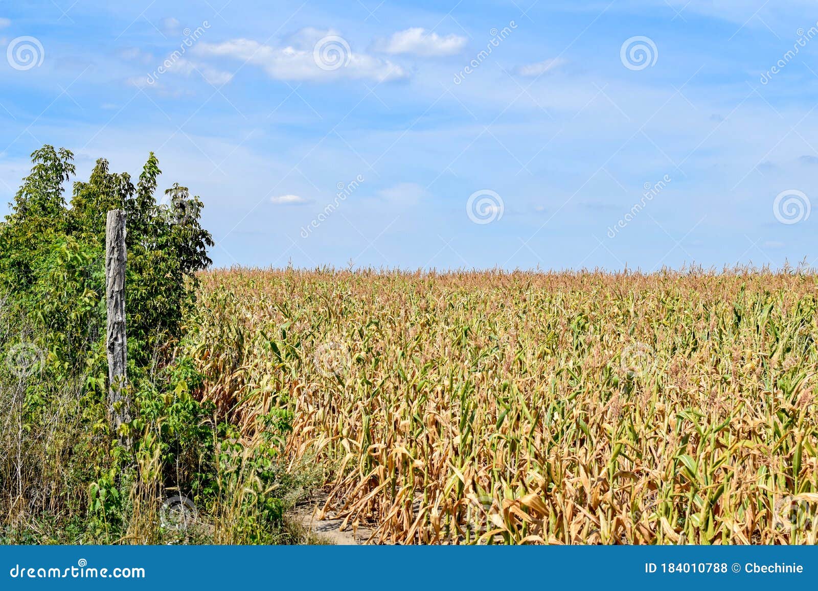 Dry Corn that Was Destroyed by the Drought Stock Photo - Image of maize ...