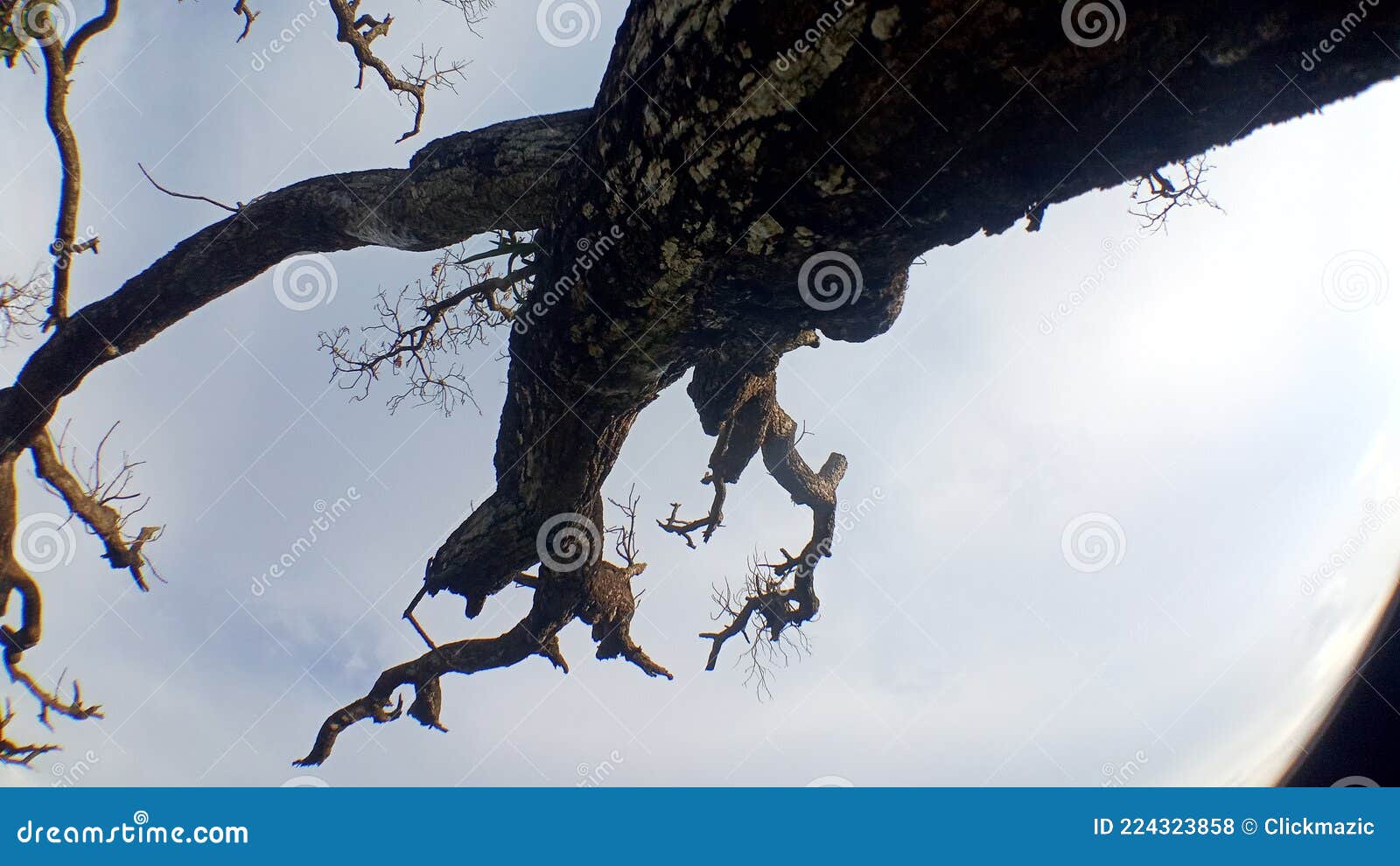 View of a Dry Dead Tree Picture : Stock Image Stock Photo - Image of ...