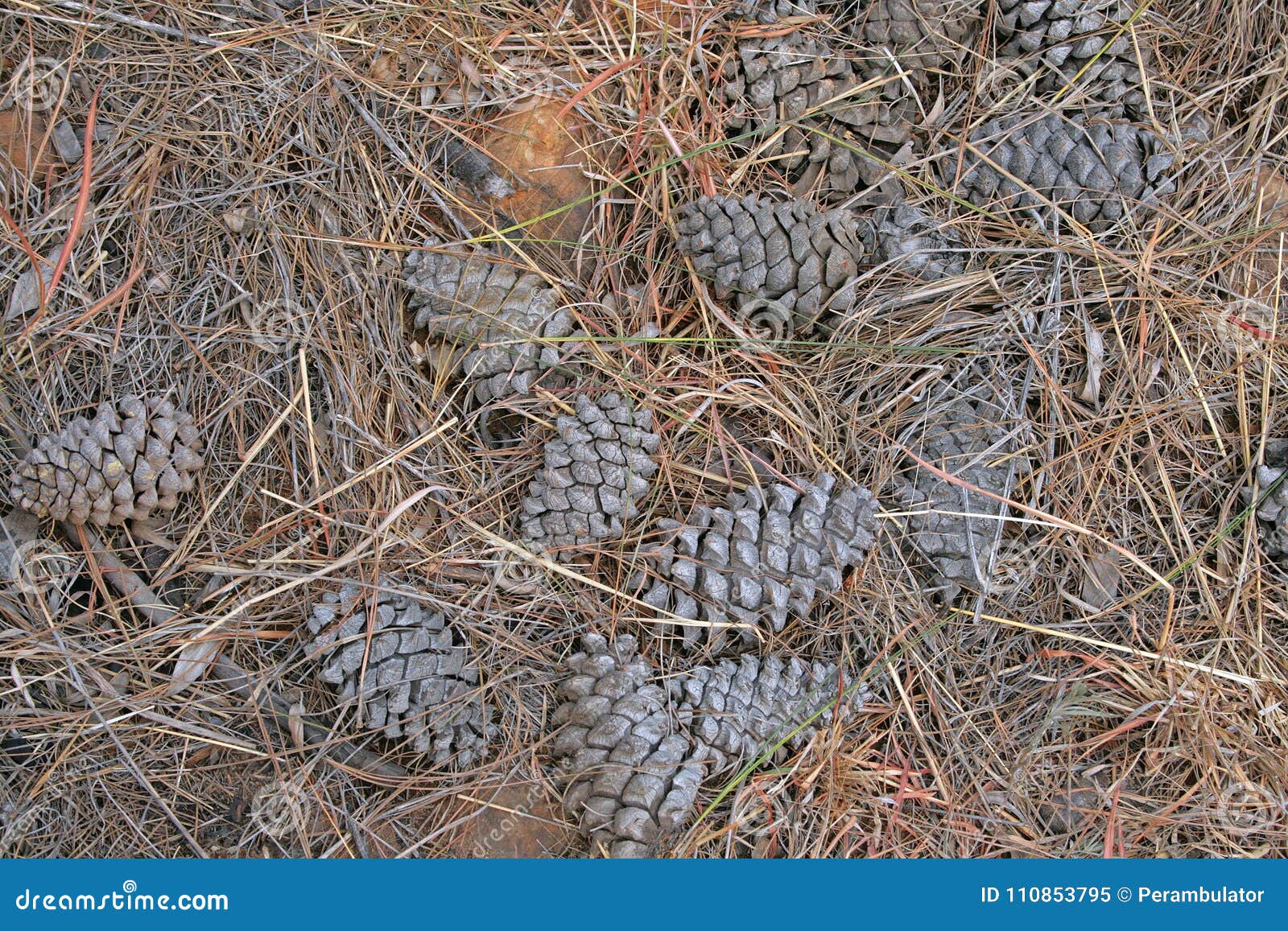 FALLEN PINE CONES and DRY NEEDLES Stock Image - Image of daytime ...
