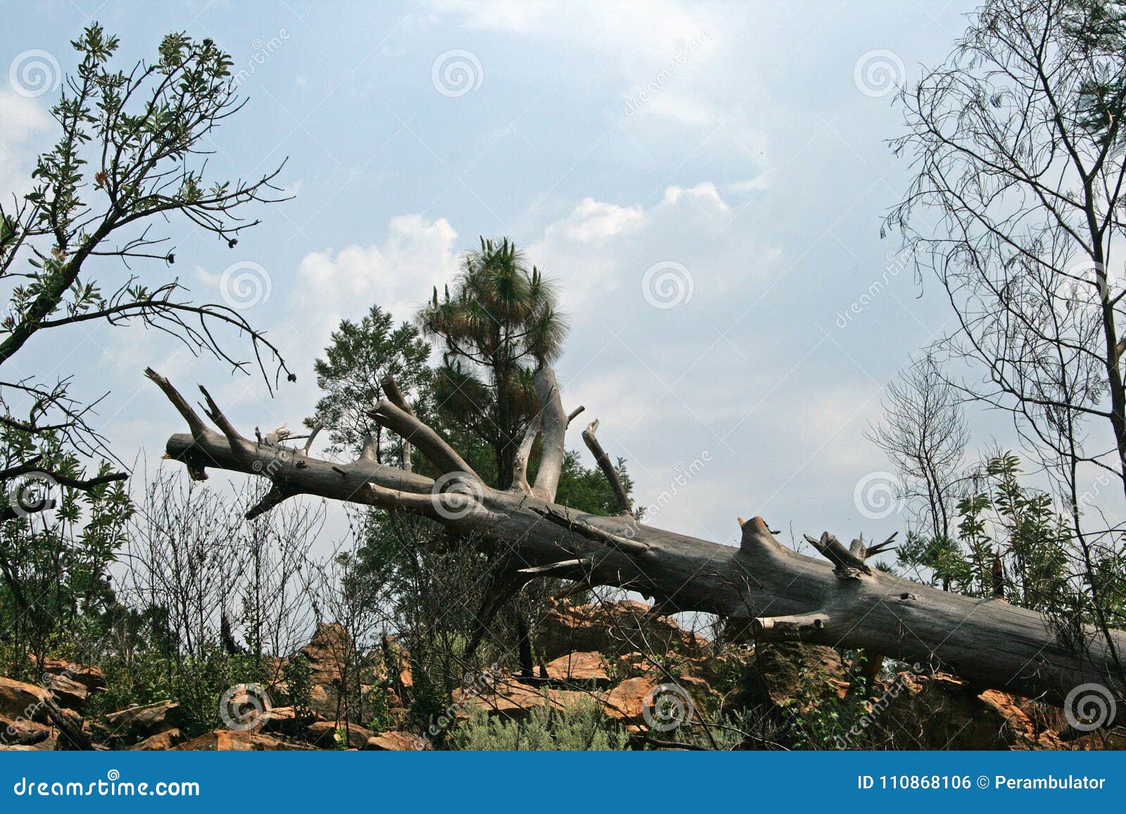 FALLEN TREE TRUNK with BRANCHES TRIMMED Stock Photo - Image of trimmed ...