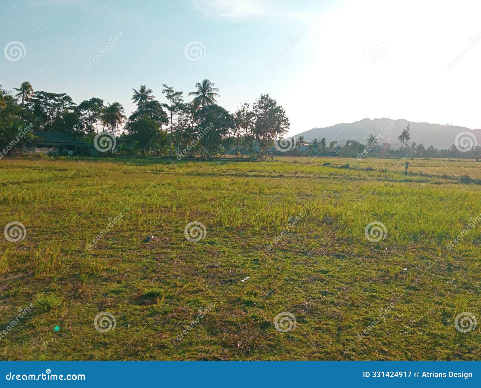 View of Dry Rice Fields Side by Side with an Old House Visible from a ...