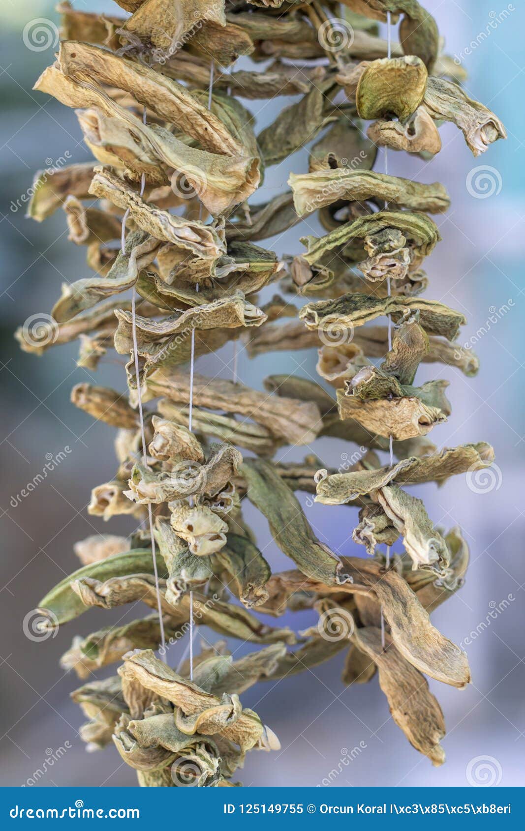 View of Dry String Beans Hanged with Ropes in a Traditional Way in ...