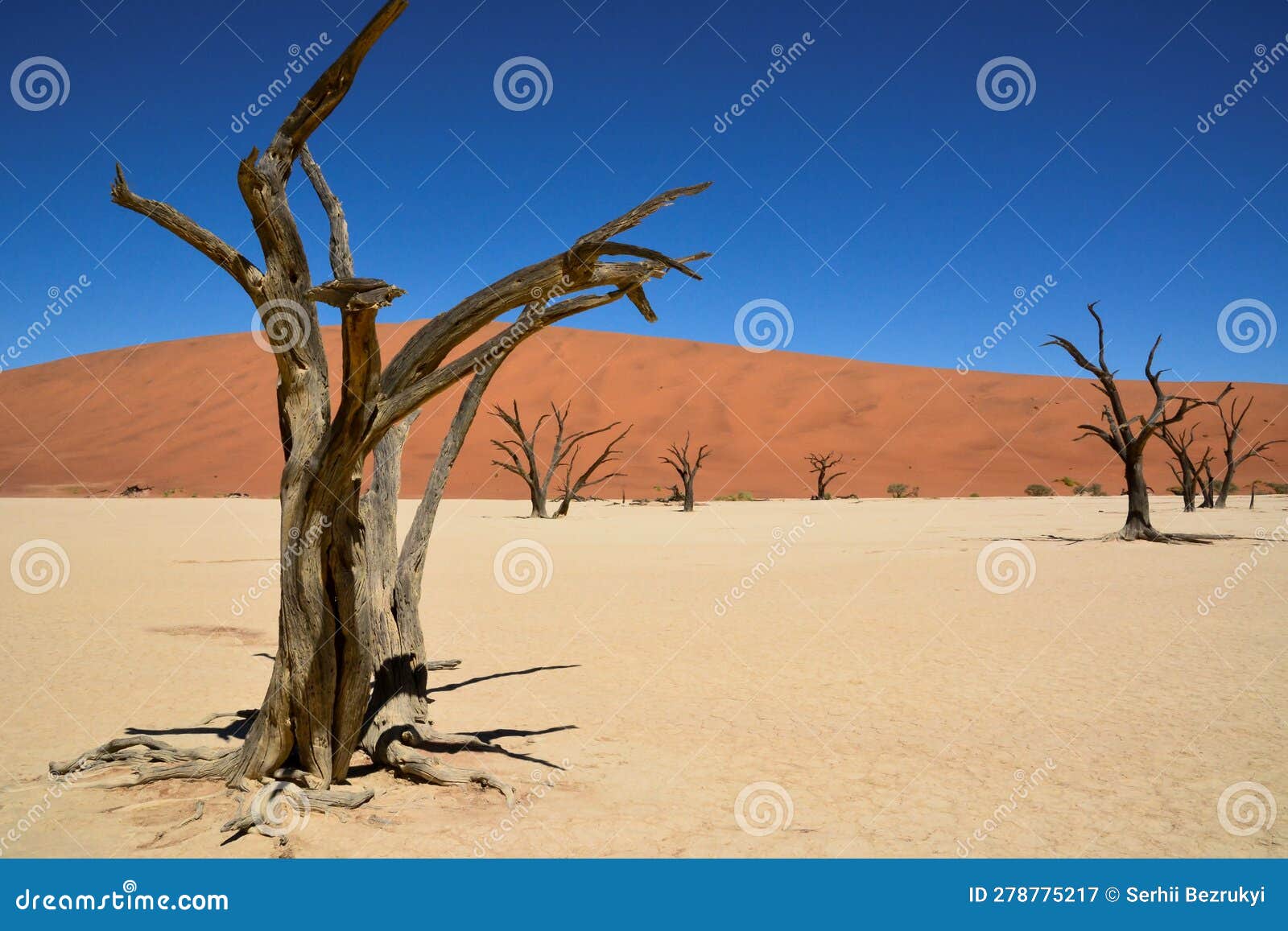 View of Dry Trunks of Single Trees Standing in the Desert on the Sand ...