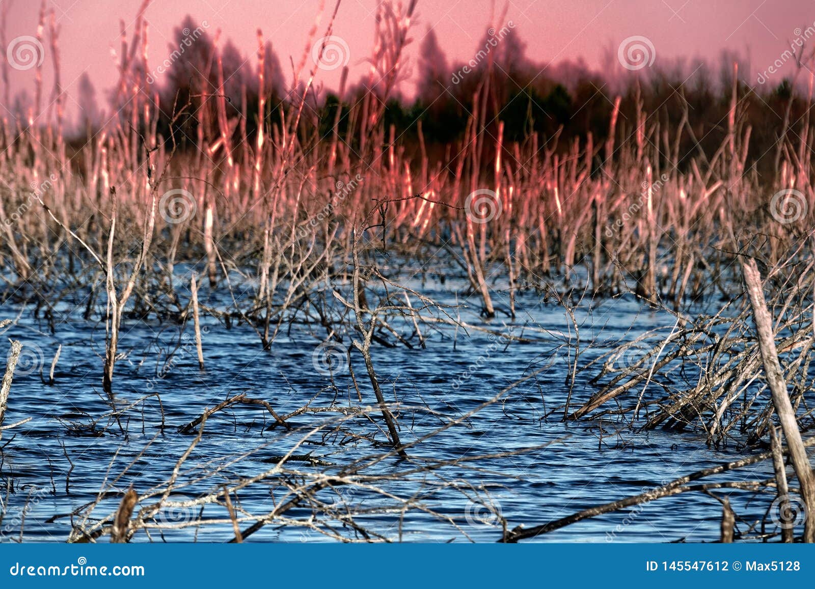 Dead forest stock photo. Image of concern, environmental - 145547612