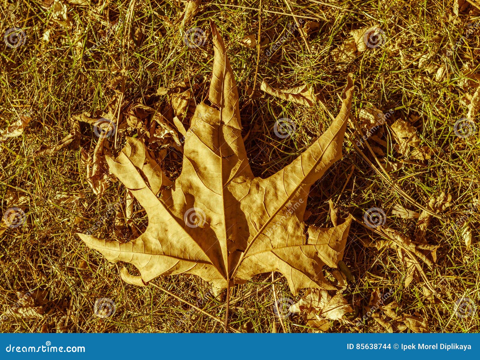View of Dry Yellow Plane Tree Leaf Stock Photo - Image of autumn ...