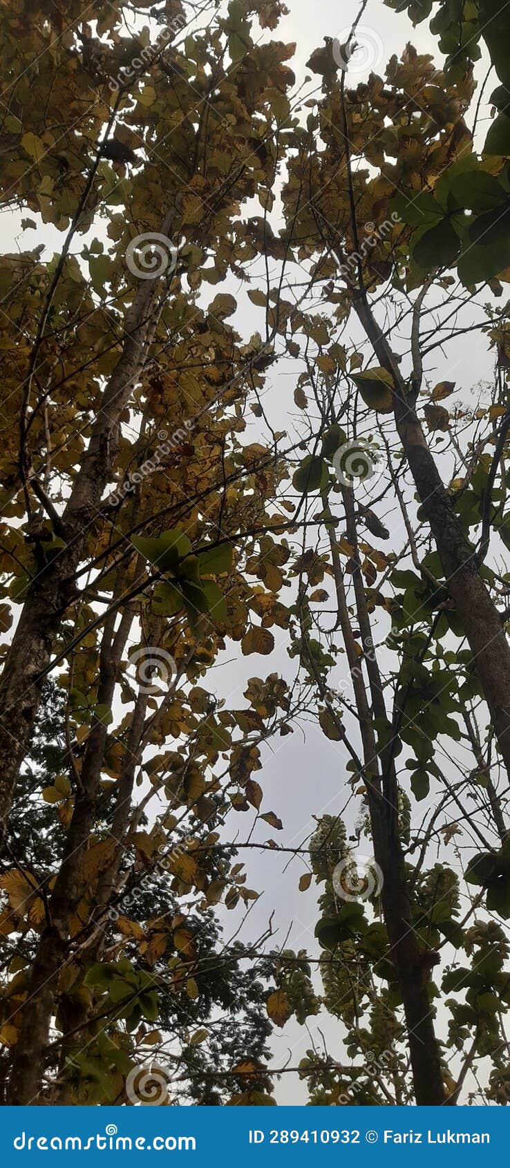 View of Drying Teak Leaves, Teak Tree Garden, Bogor, West Java Stock ...