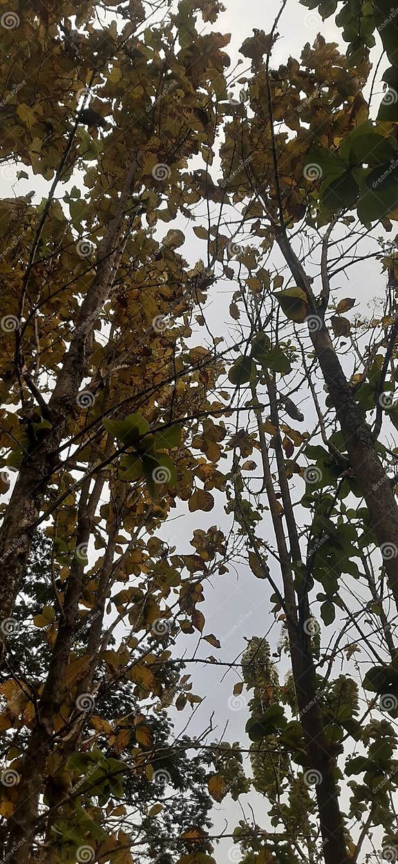 View of Drying Teak Leaves, Teak Tree Garden, Bogor, West Java Stock Photo - Image of leaves ...