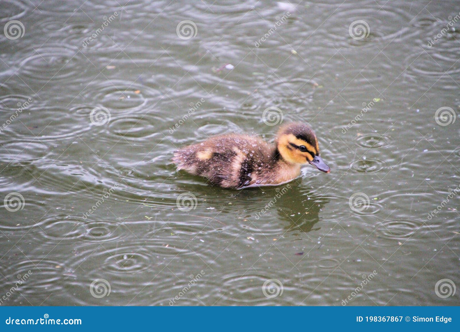 A view of a Duckling stock image. Image of flightr, crowned - 198367867