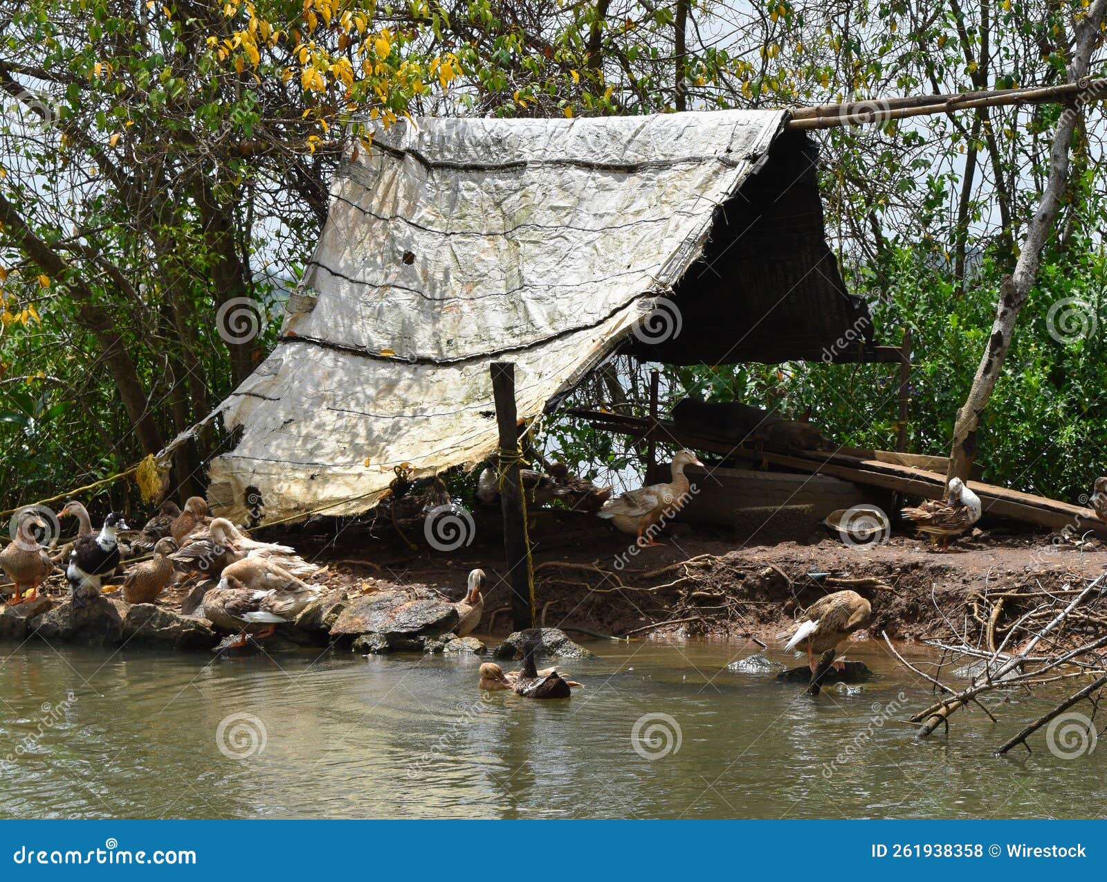 View of Ducks on Muddy Beach Surrounded by Trees Stock Photo - Image of ...
