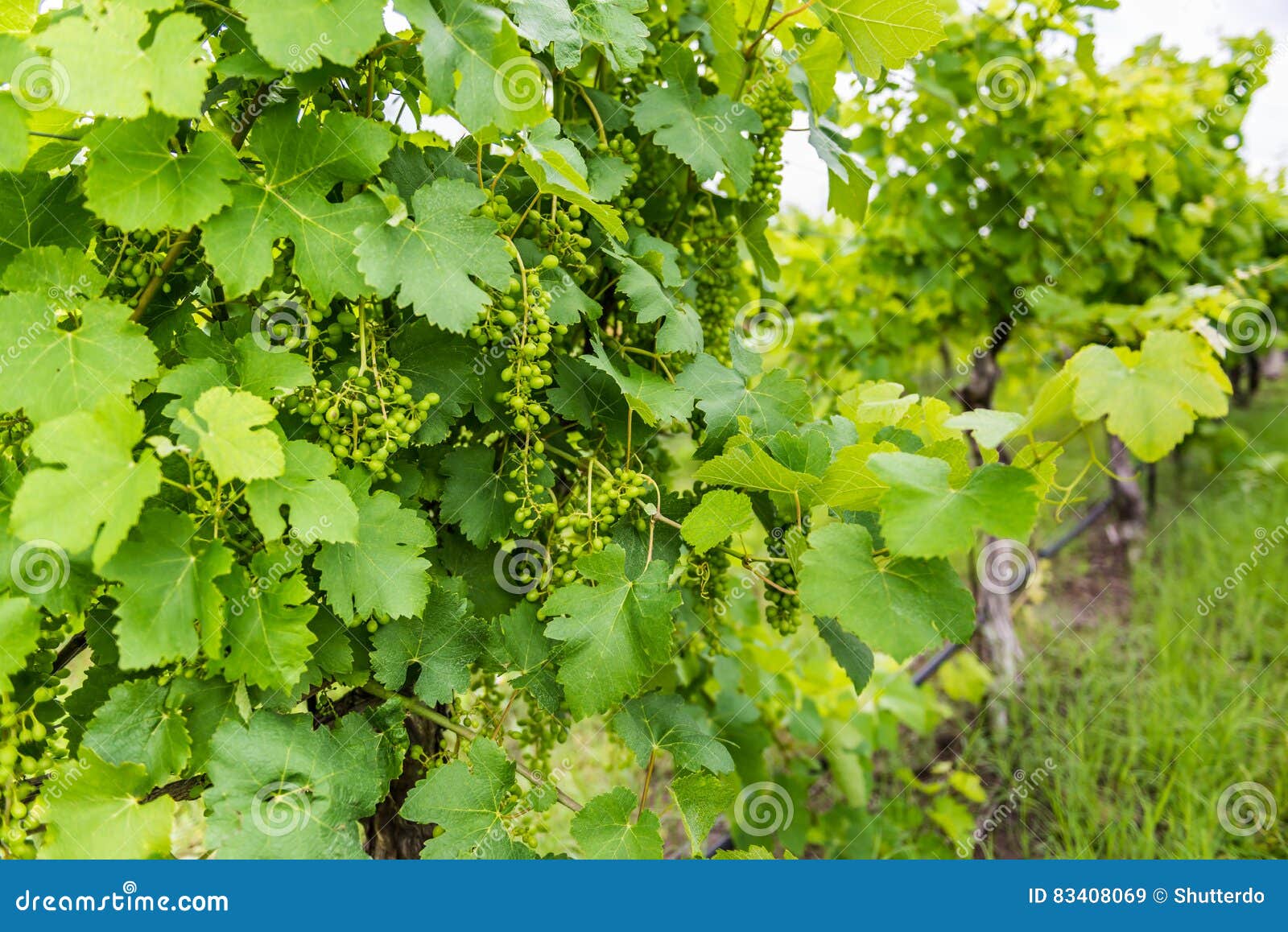 View of a Early Spring Grapes in a Vineyard Stock Image - Image of ...