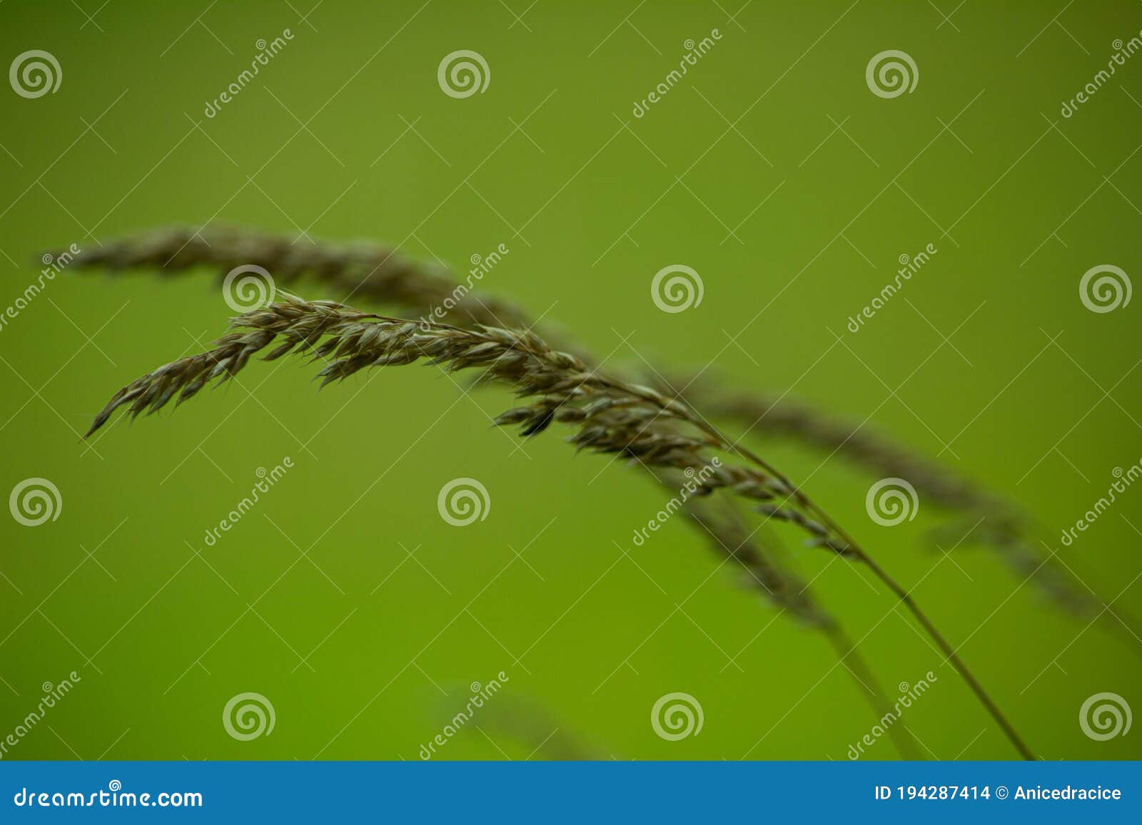 View of Ears of Corn in a Gentle Wind in the Middle of a Green Meadow ...