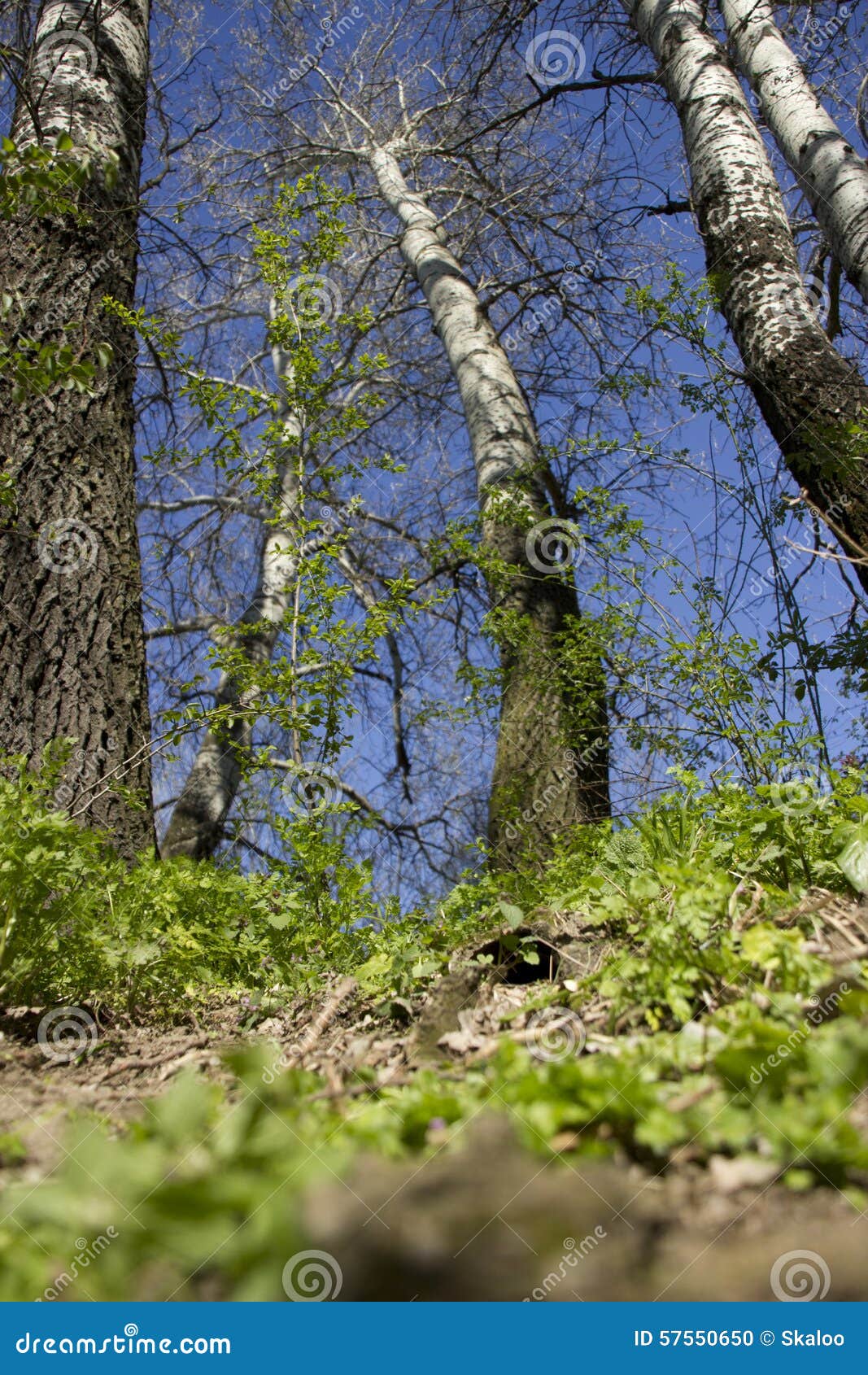 View from Earth Ground of Trees Stock Photo - Image of green, sunny ...