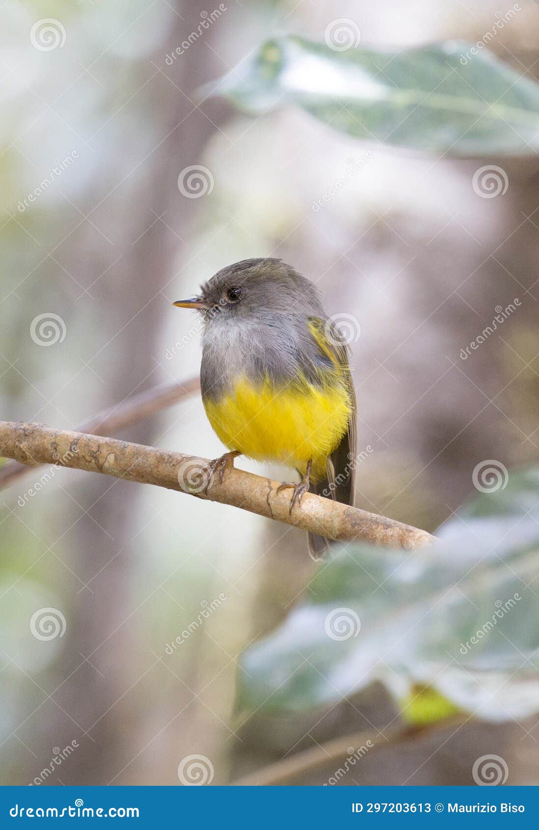 A View of Eastern Yellow Robin Stock Image - Image of nature, wildlife ...