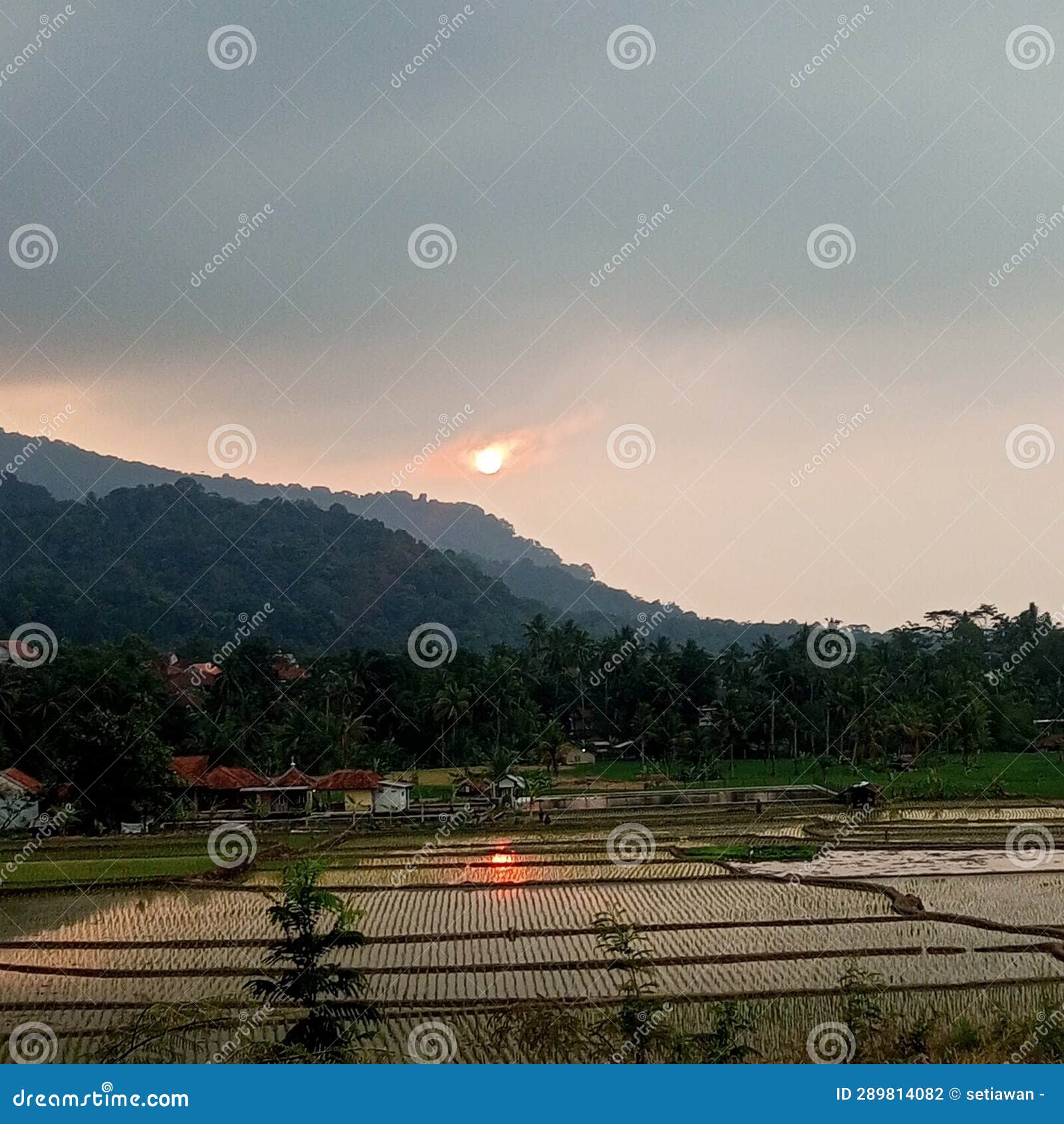 View on the Edge of Rice Fields at Sunset Stock Photo - Image of sunset ...