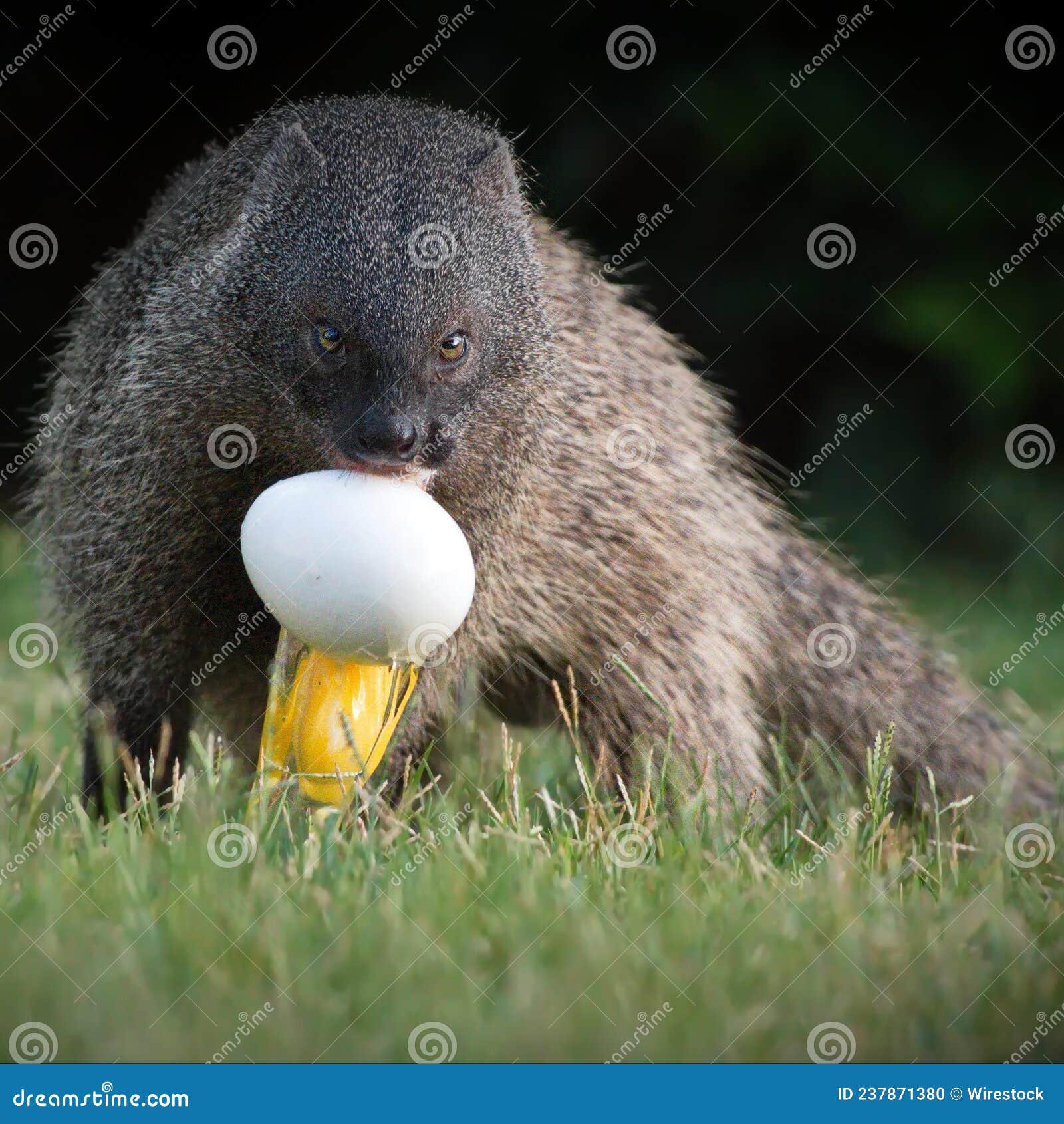 View of an Egyptian Mongoose Eating a Big Egg on Grassland in Israel ...