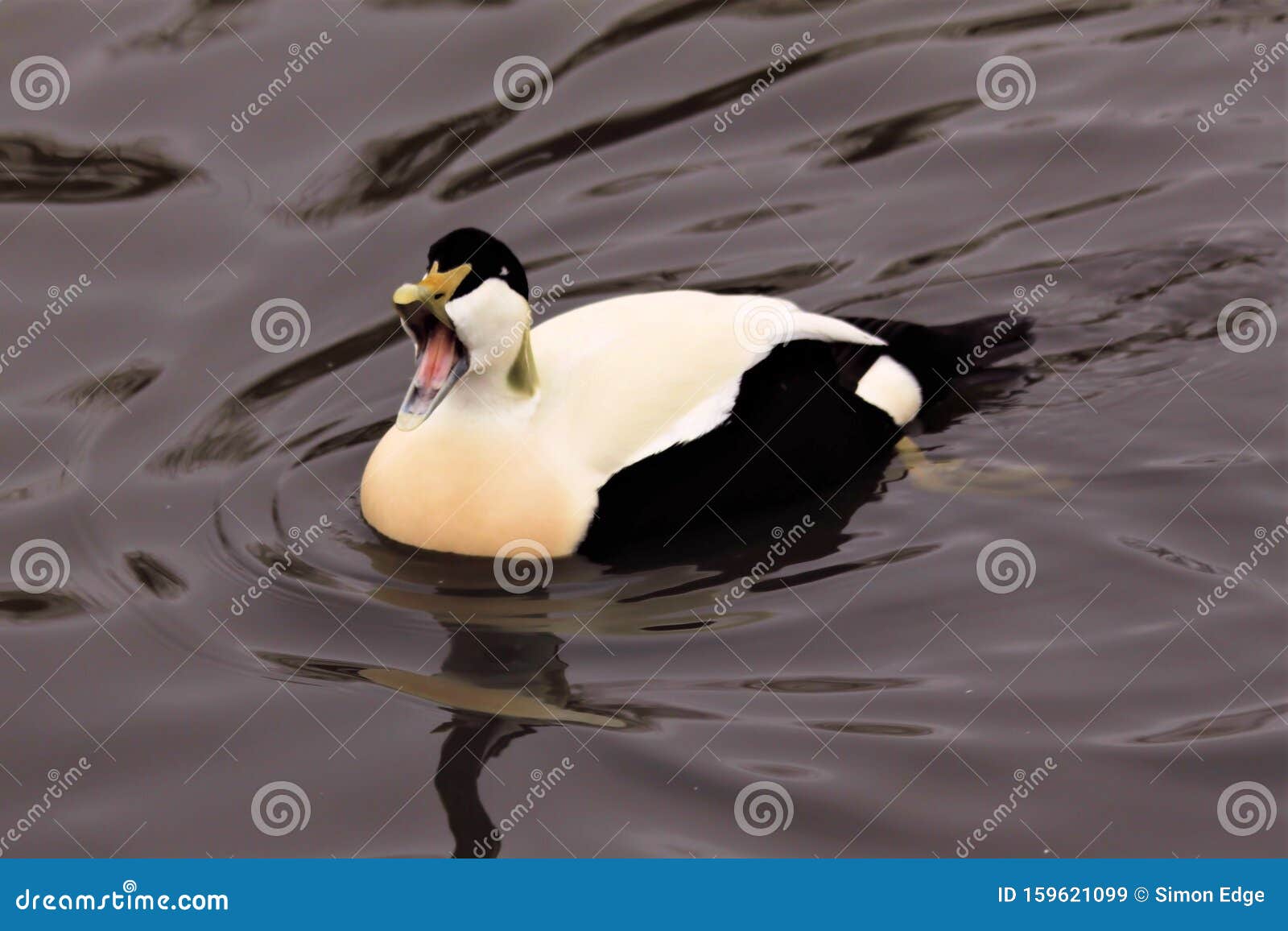 A view of a Eider Duck stock image. Image of birds, mere - 159621099