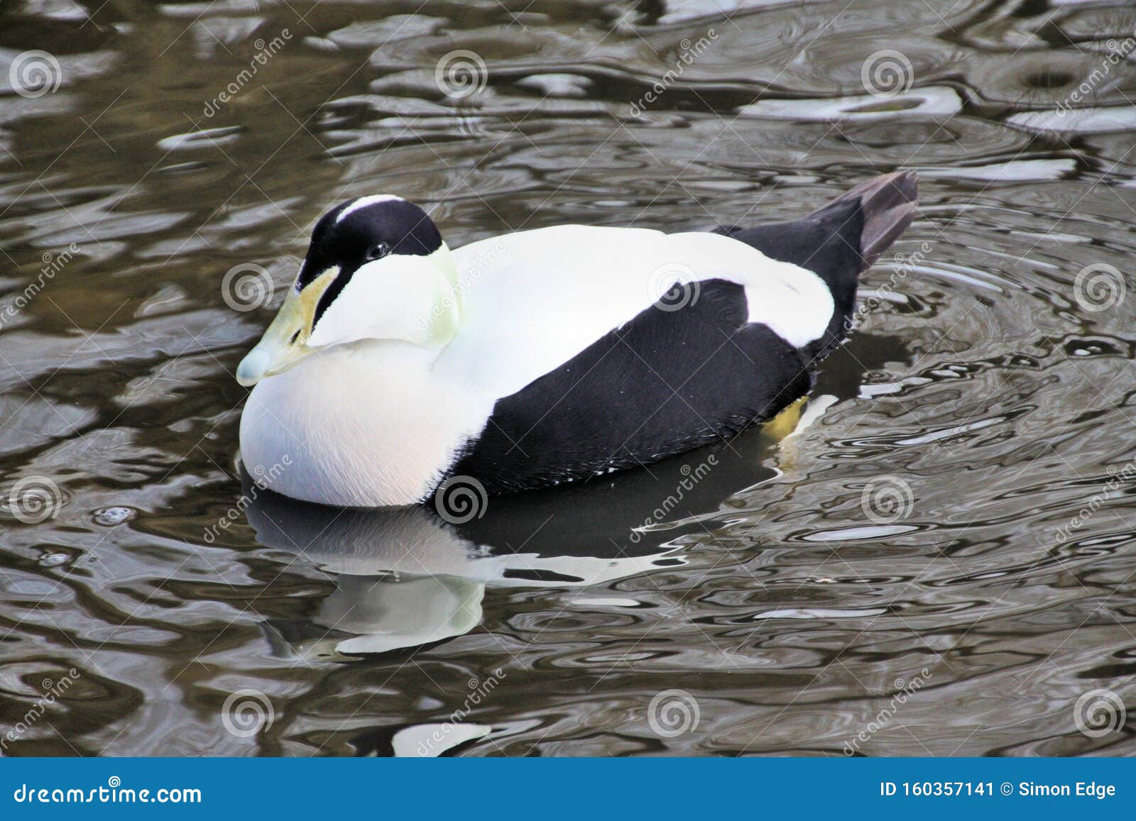 A view of a Eider Duck stock image. Image of duck, bird - 160357141