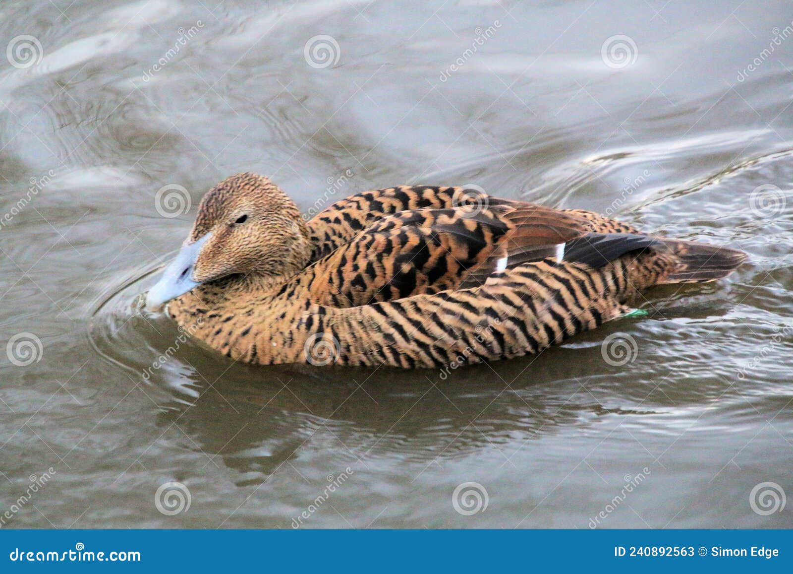 A View of an Eider Duck on the Water Stock Image - Image of eider ...