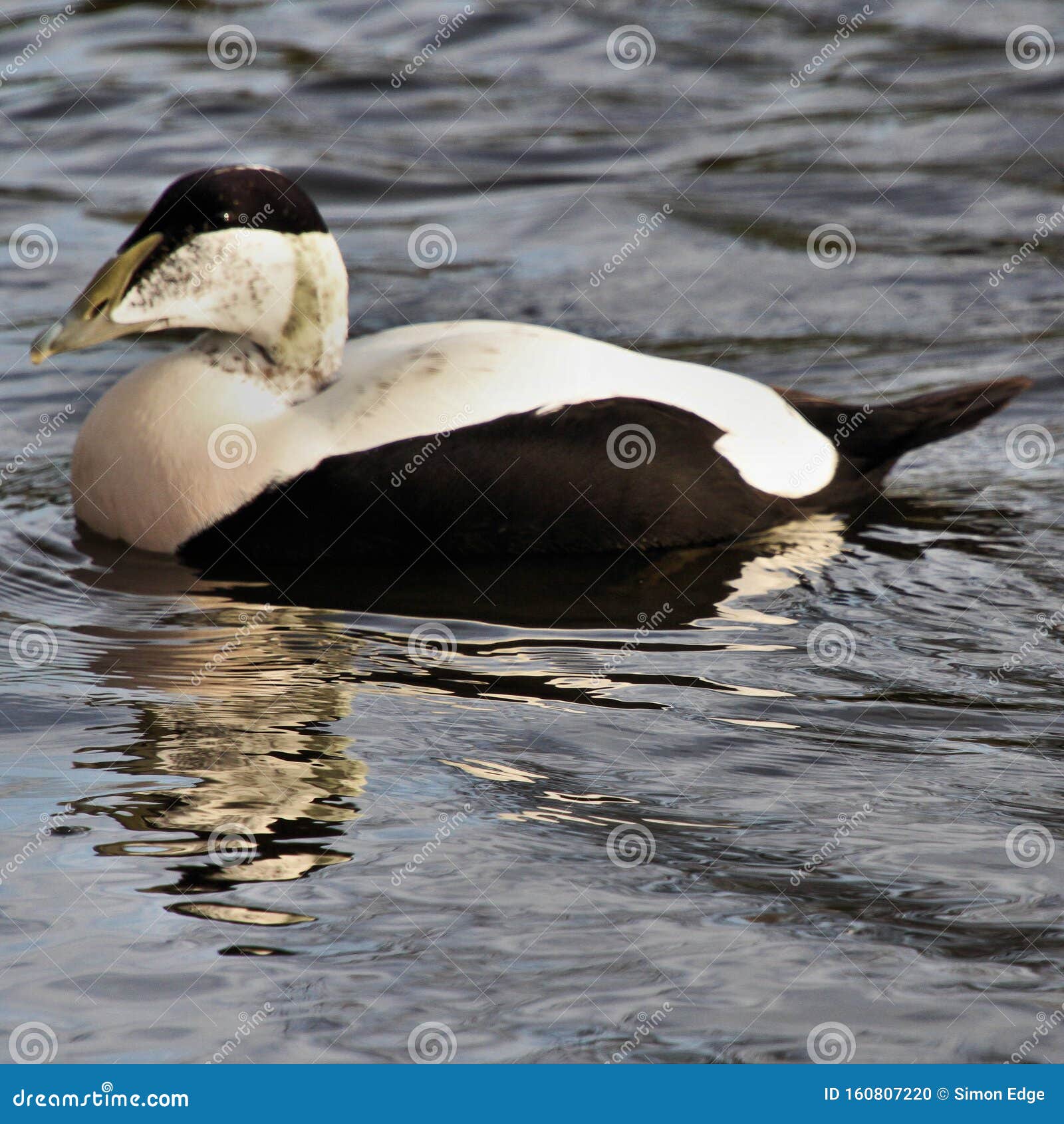 A view of an Eider Duck stock photo. Image of nature - 160807220