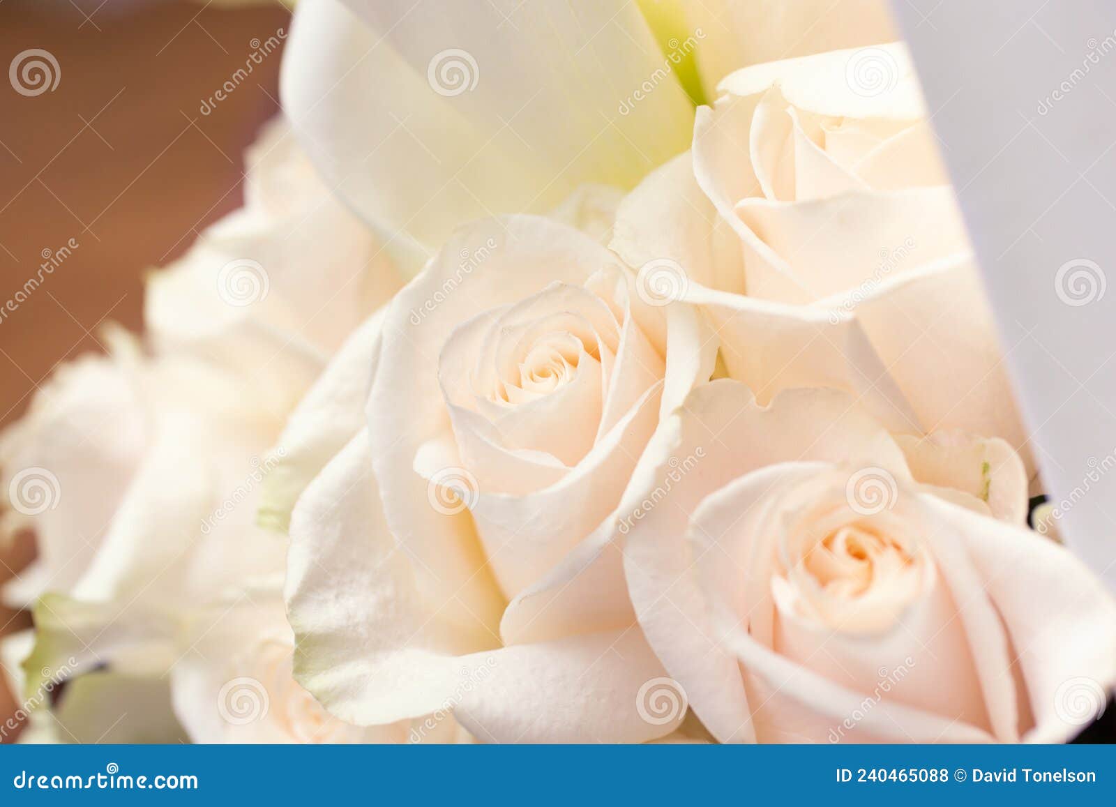 White rose box stock photo. Image of beautiful, merchandise - 240465088