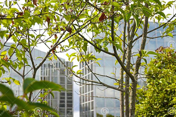 View of Elements of Modern Office Buildings through the Foliage of ...