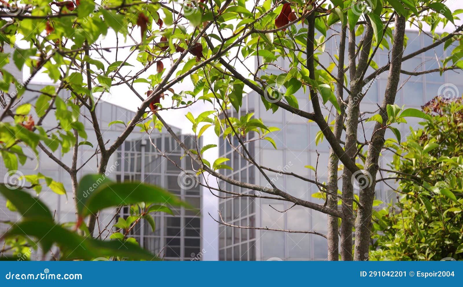 View of Elements of Modern Office Buildings through the Foliage of ...