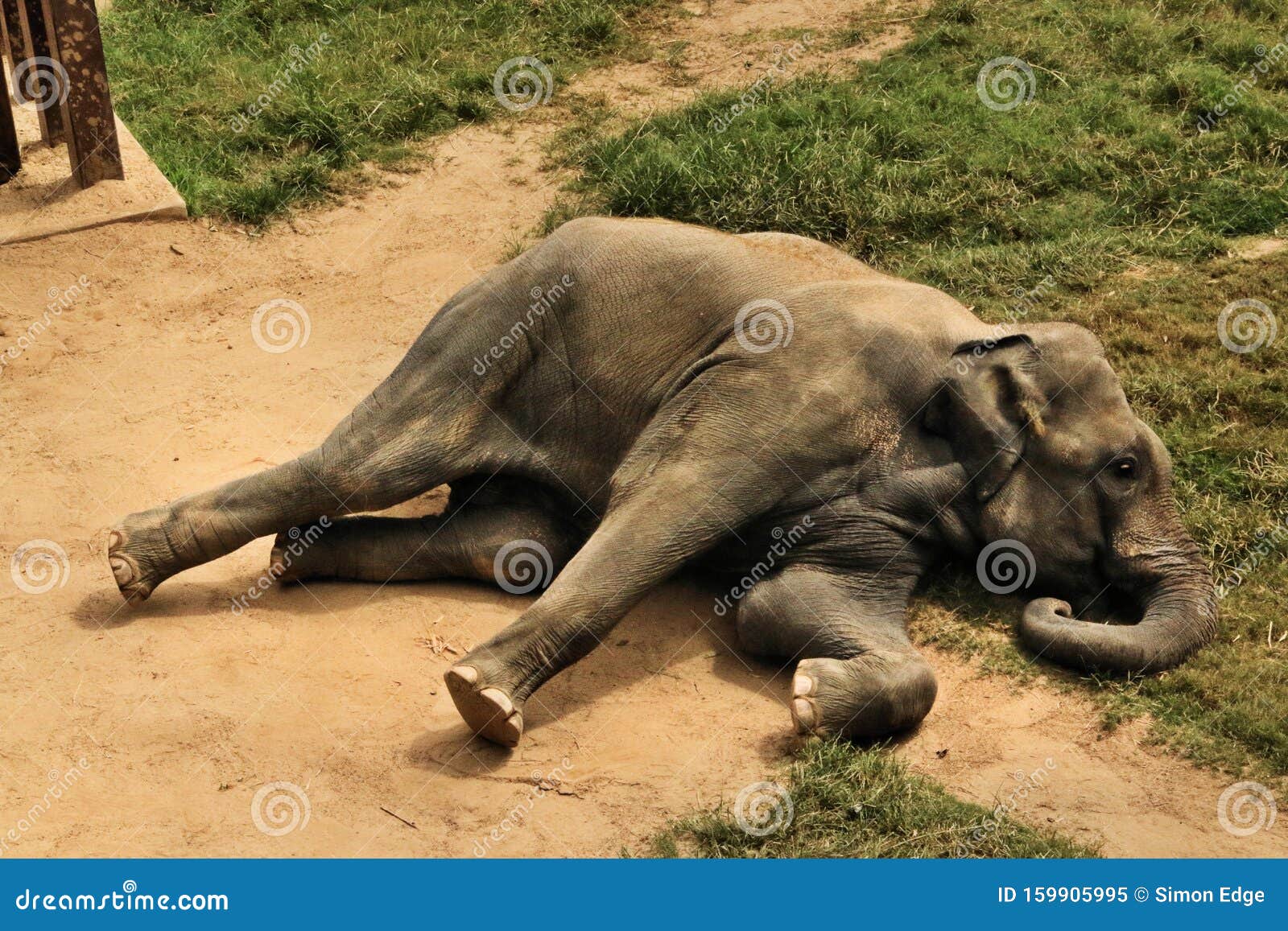 A View of an Elephant Lying Down Stock Image - Image of water, eating ...